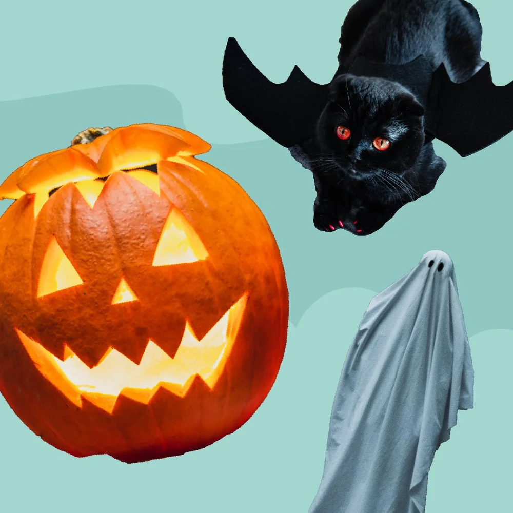 Destination Guide Bundles — Pack Up + Go