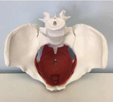 What is pelvic floor physical therapy? — Revitalize Physical Therapy