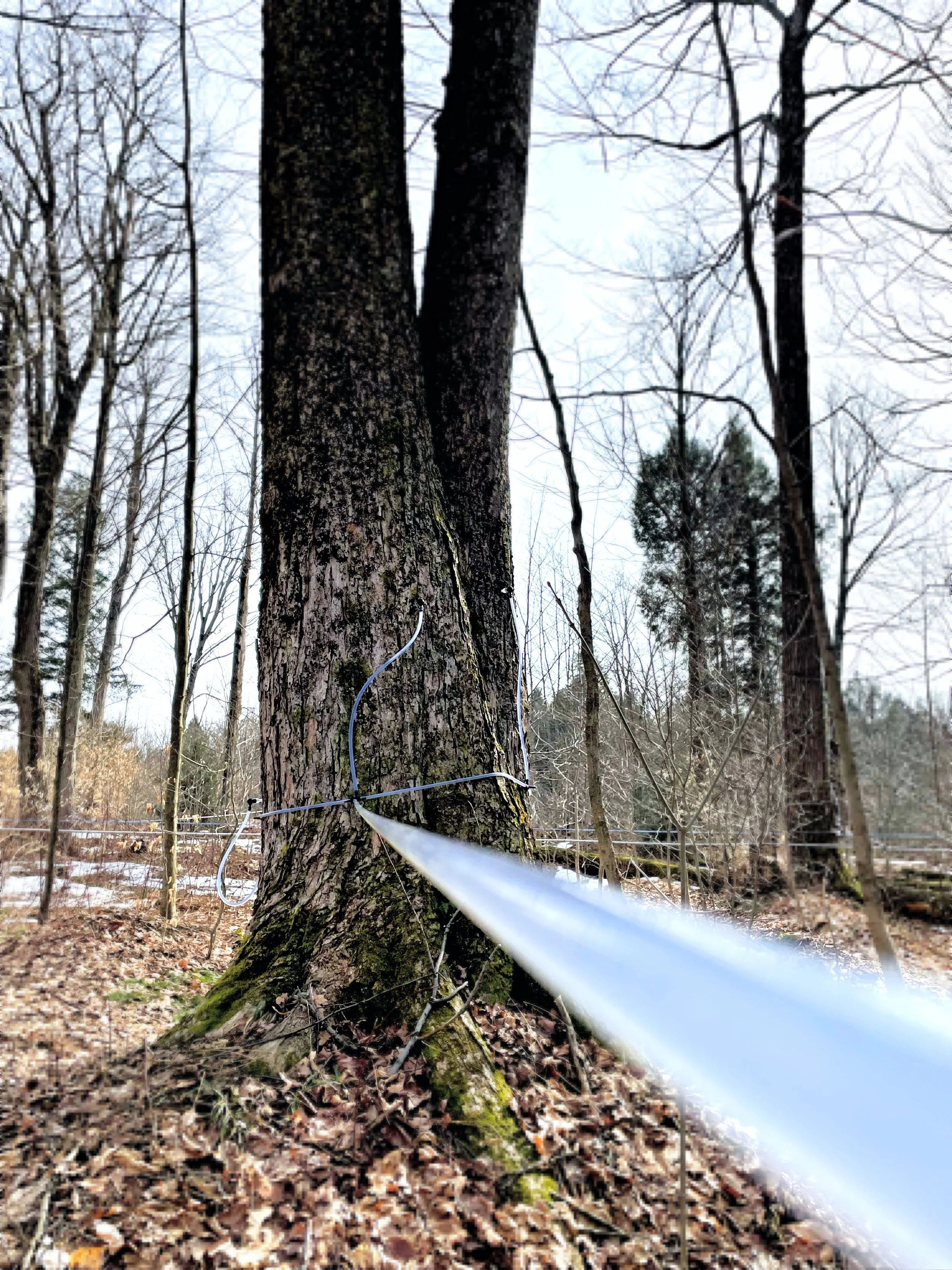 Scholarships — New York State Maple Foundation