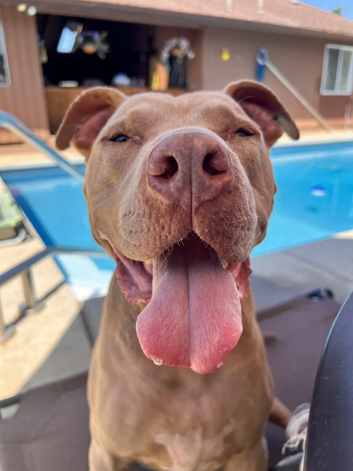 Katy's Dogs Place - All Breeds Welcome | Dog Daycare & Boarding