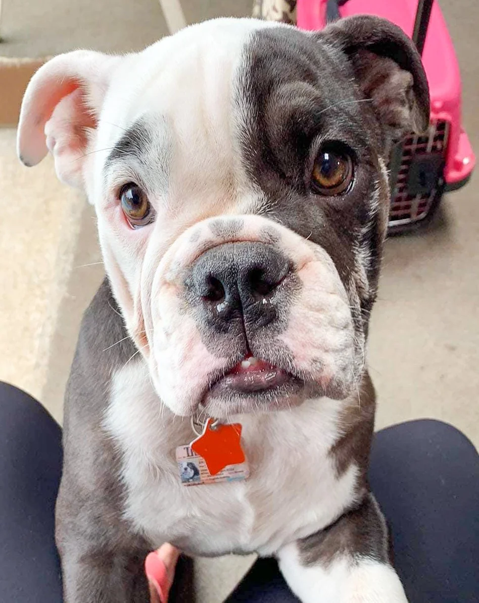 Katy's Dogs Place - All Breeds Welcome | Dog Daycare & Boarding