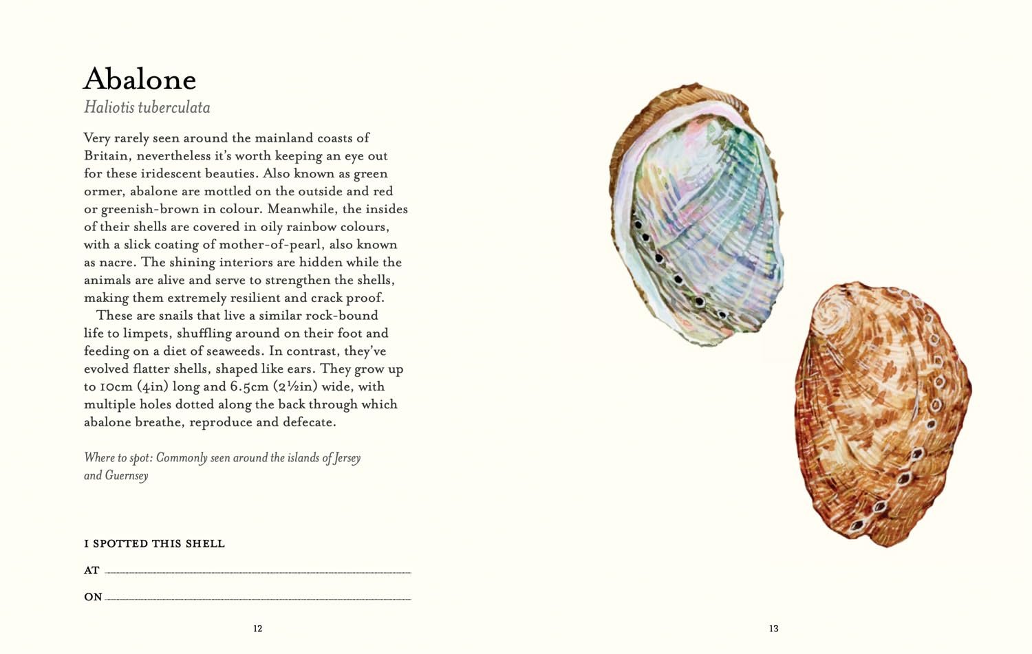 The Shell Spotter’s Guide — The Margate Bookshop