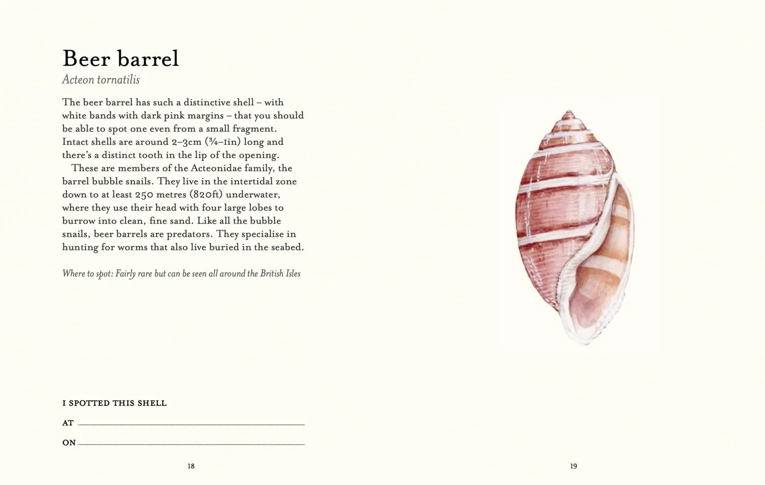 The Shell Spotter’s Guide — The Margate Bookshop