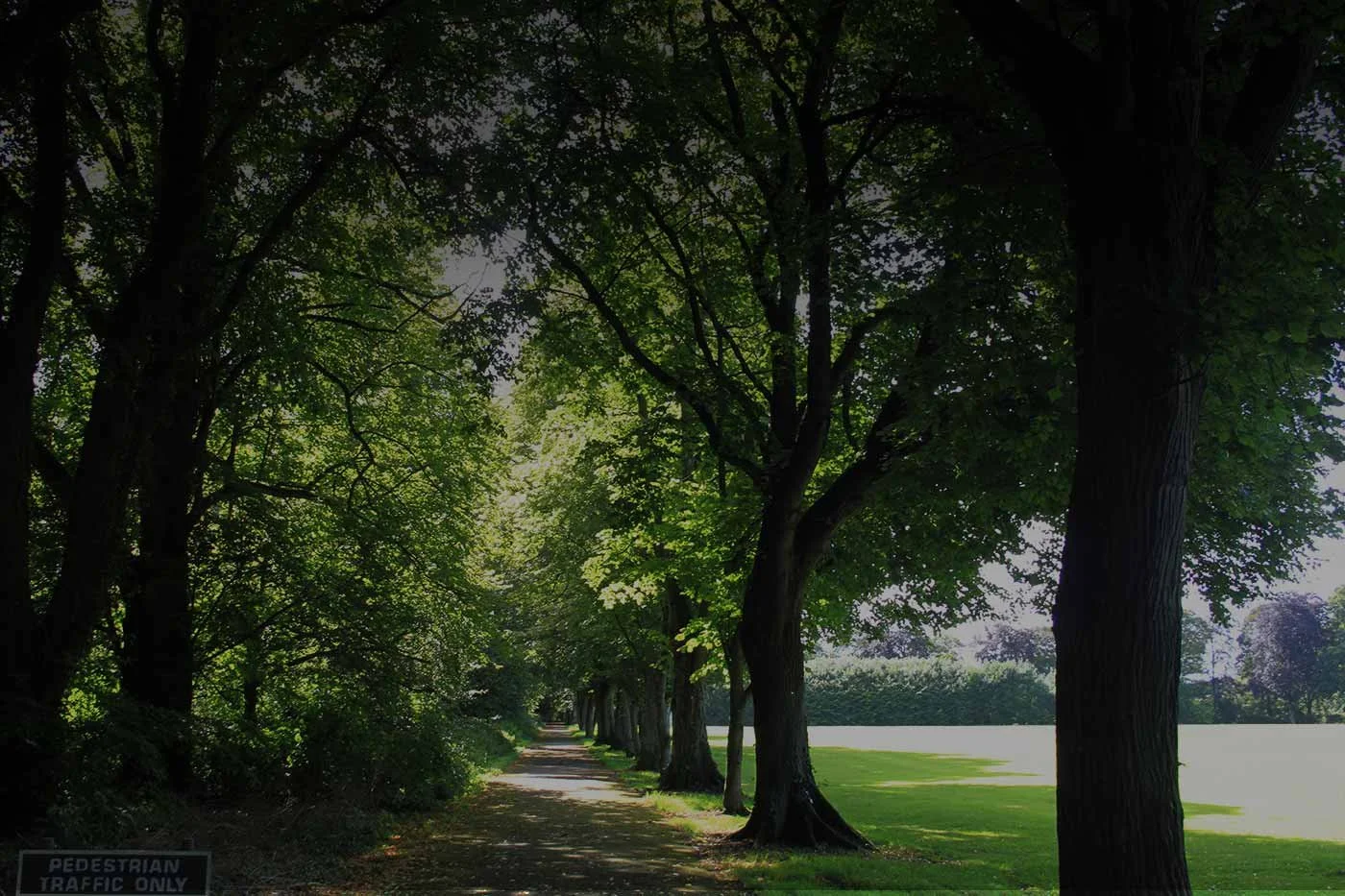 Tree Surveys | Tree Consultancy | Tree Logic | Enhance Your Tree Care Today