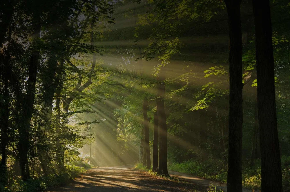 About Us | Enhance Your Projects Today — Tree Surveys | Tree ...