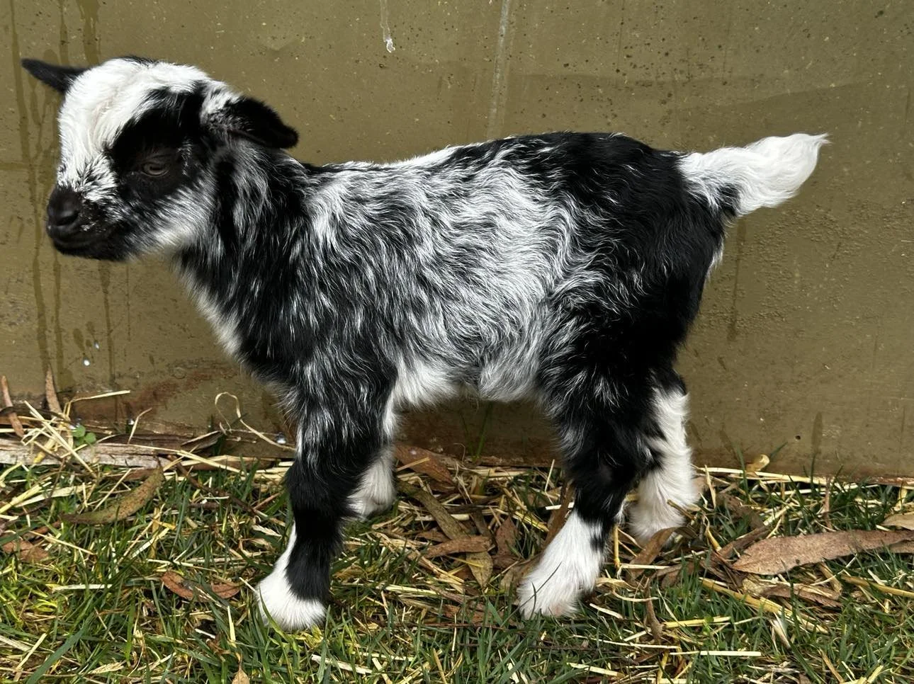 For Sale | Explore Miniature Goats — Inquire Today — Green Hills ...