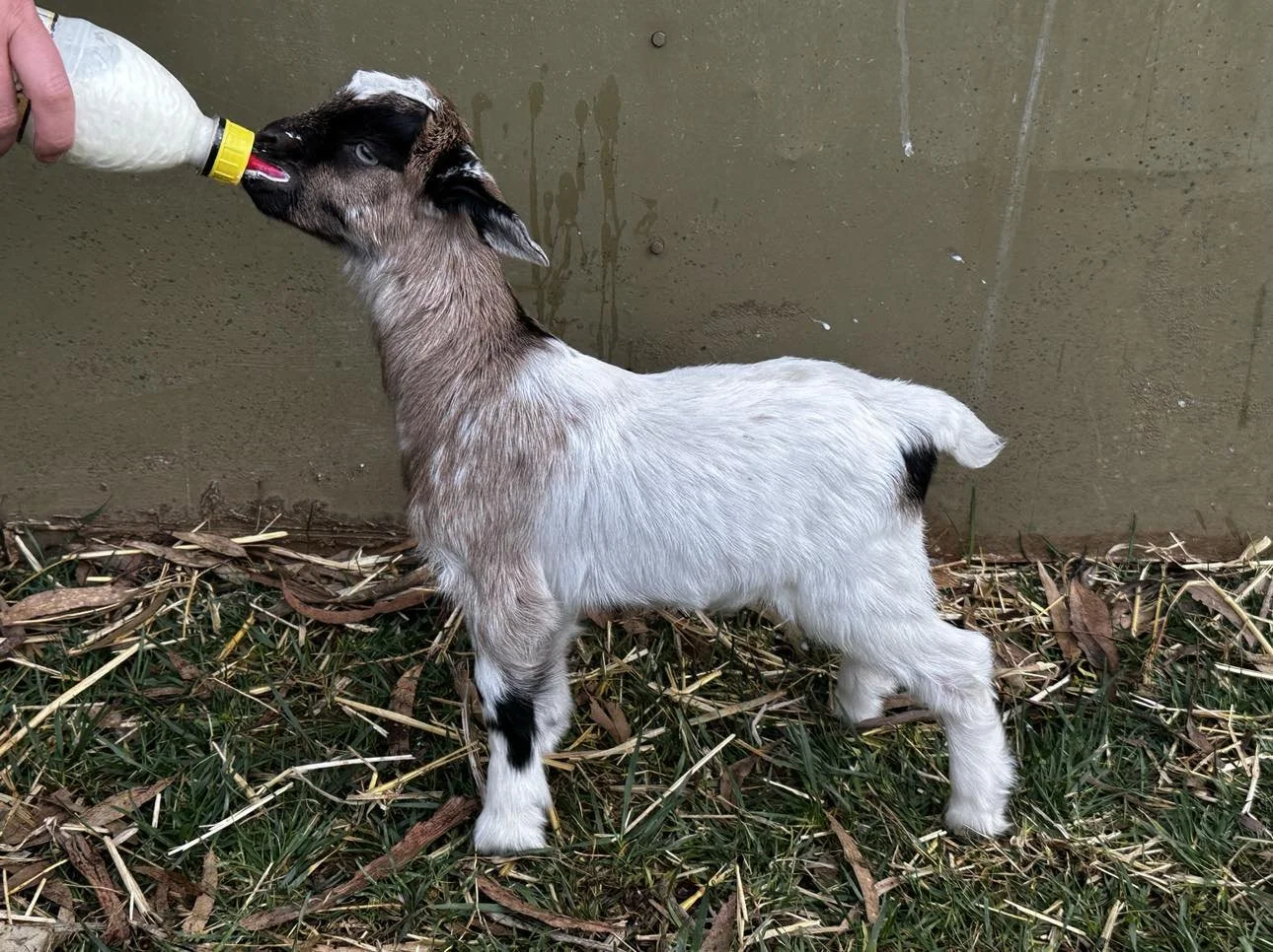 For Sale | Explore Miniature Goats — Inquire Today — Green Hills ...