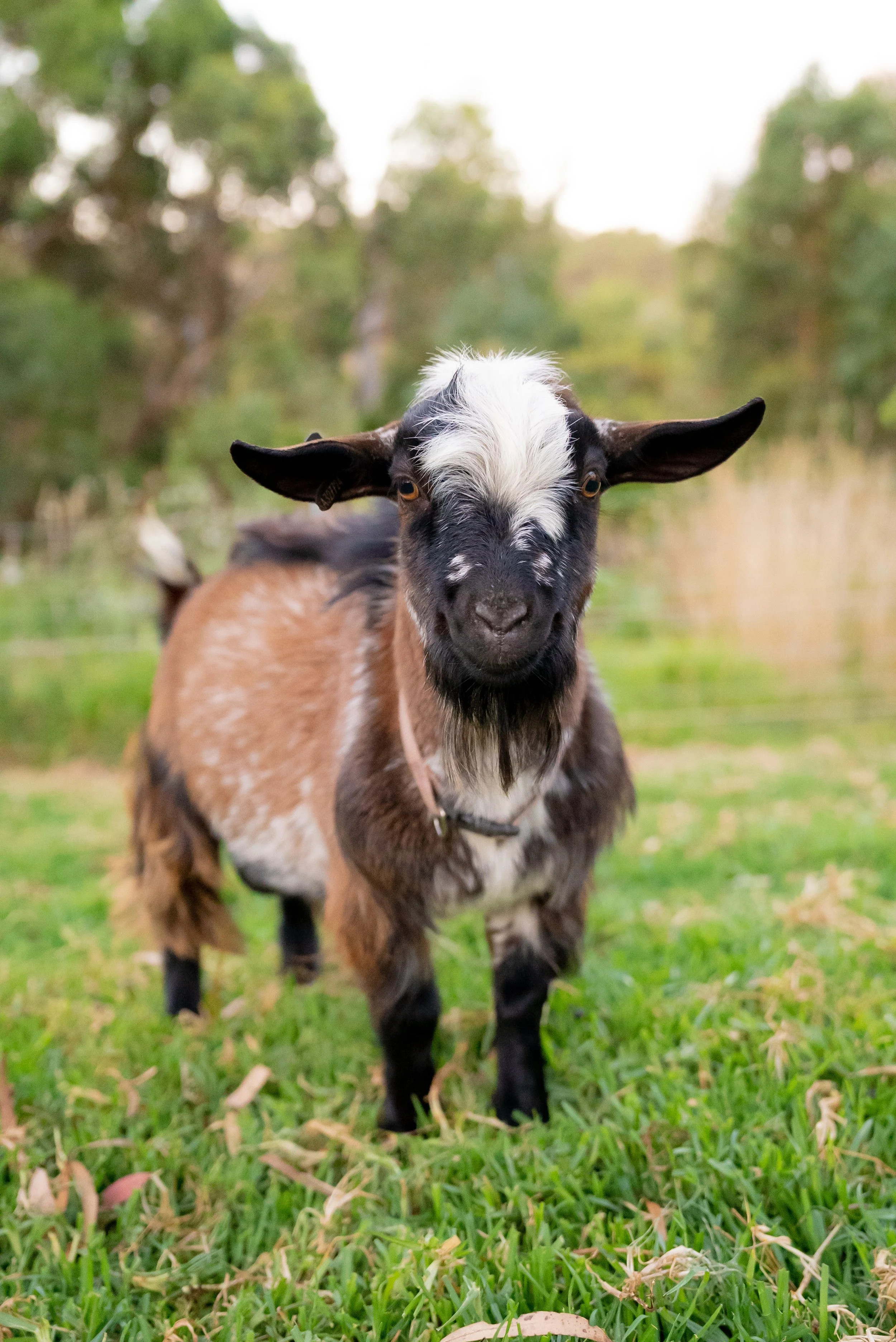 Our Kids — Green Hills Miniature Goats
