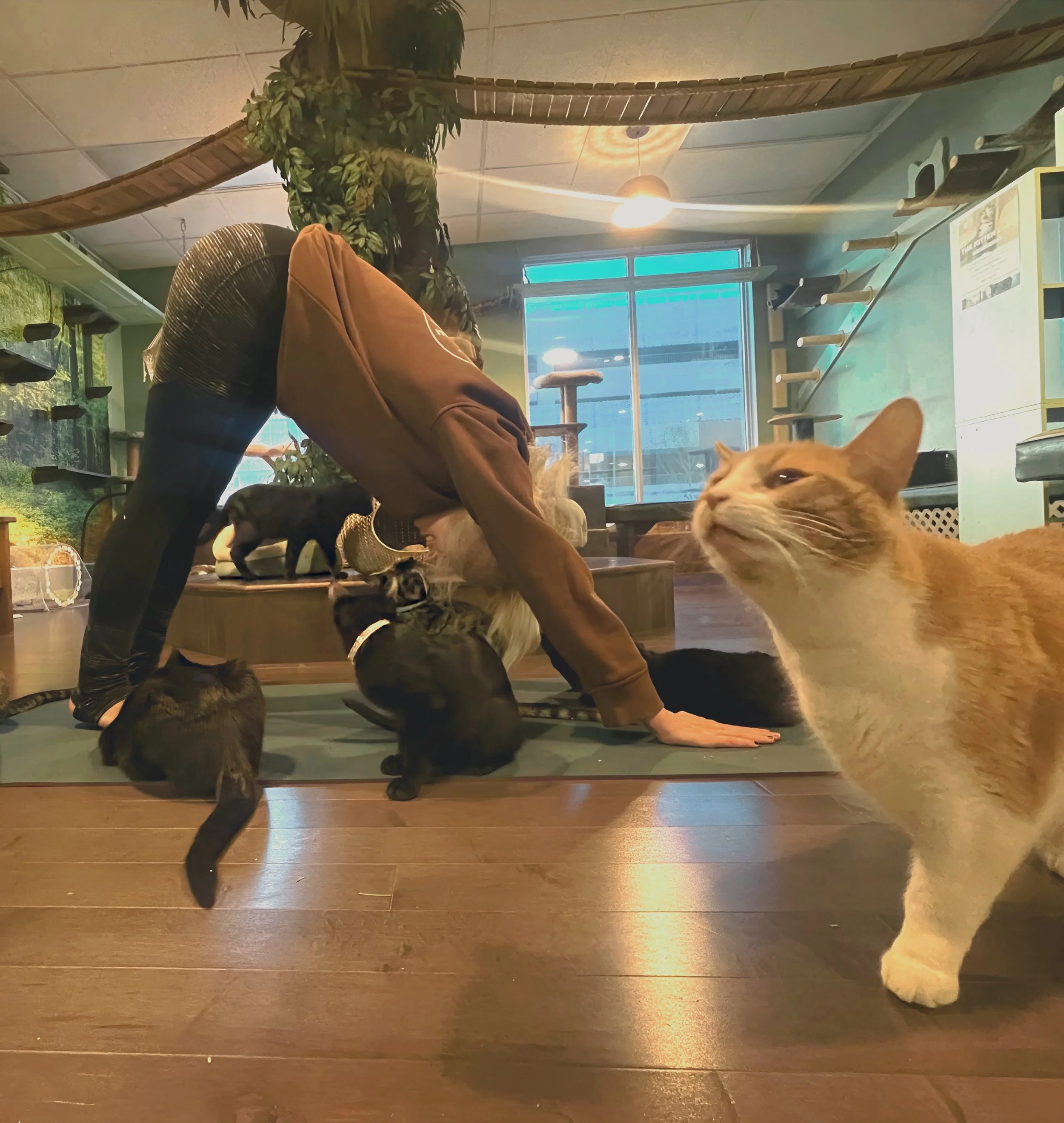 Events — Catelowna