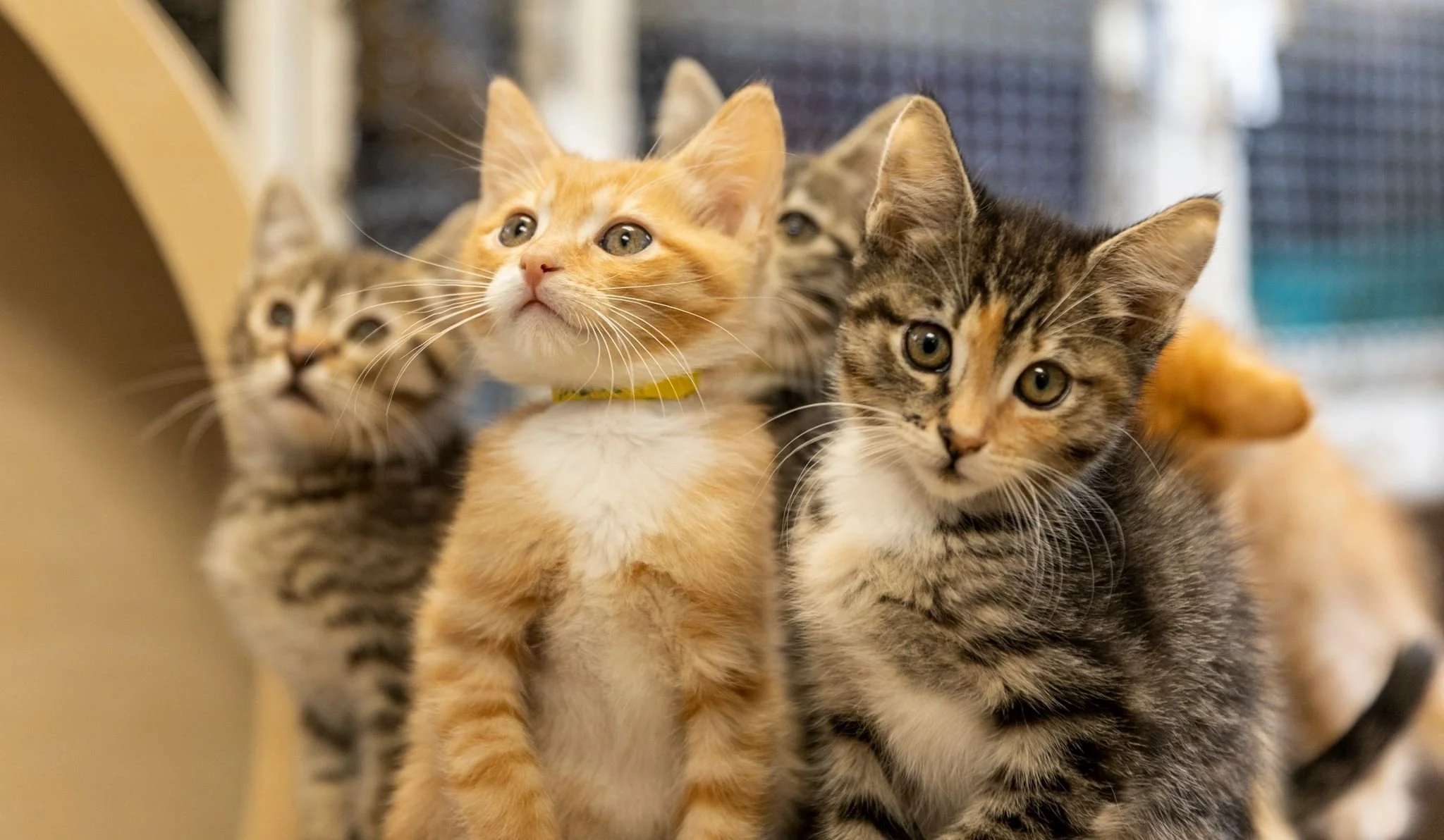 Child Policy — Catelowna