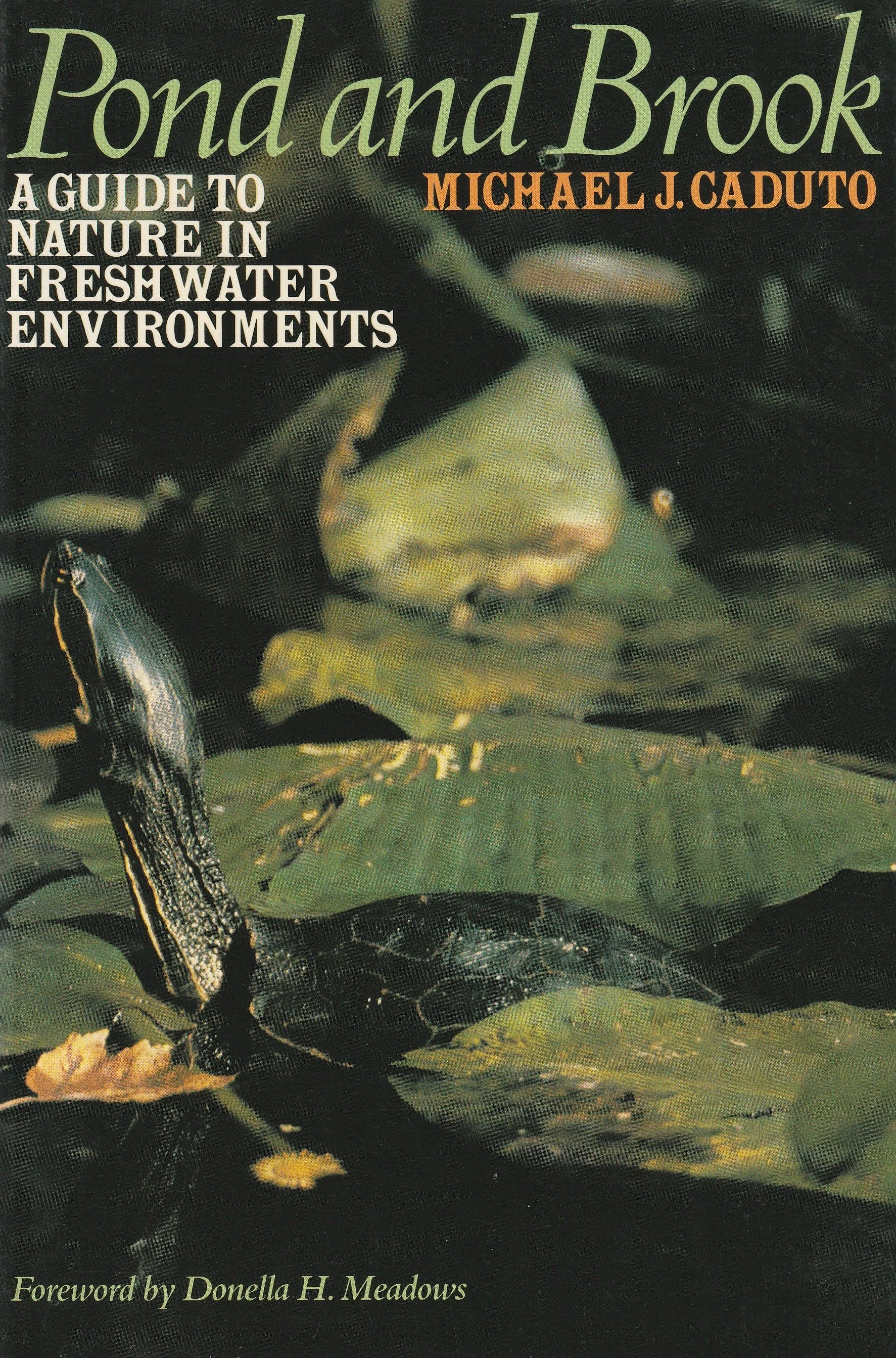 Diving Into the Pond and Brook — P.E.A.C.E.