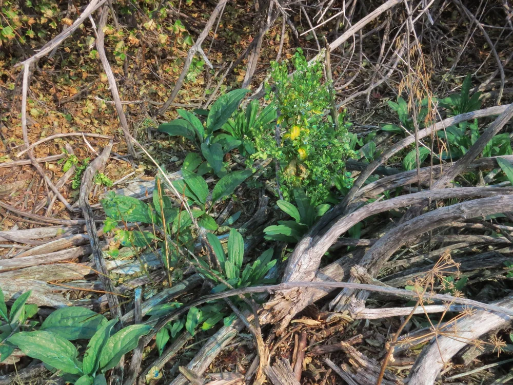 Invasive Weeds — Centennial Valley Association