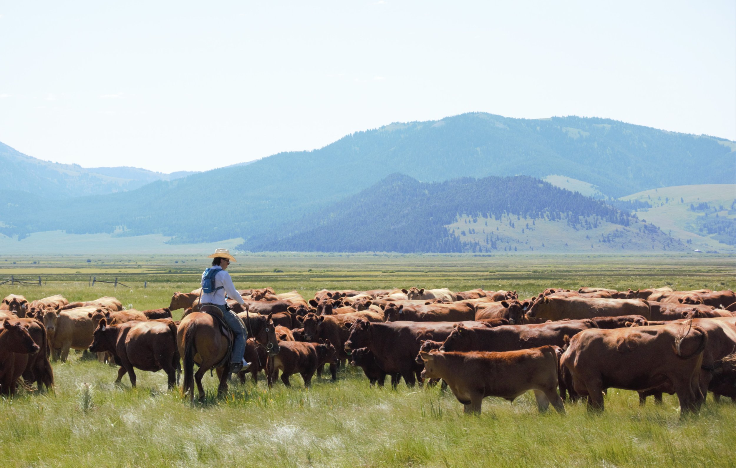 About Us — Centennial Valley Association