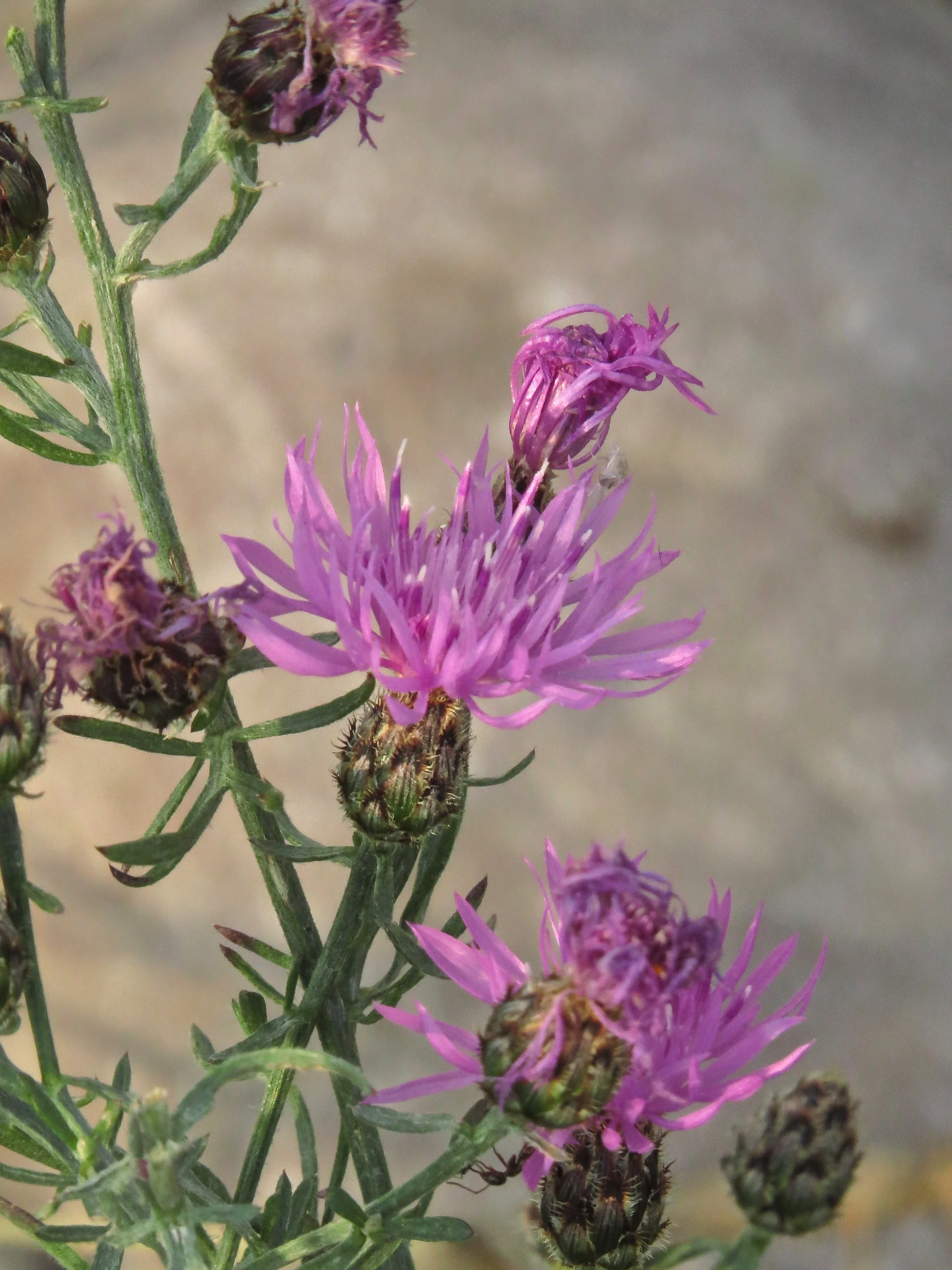 Invasive Weeds — Centennial Valley Association