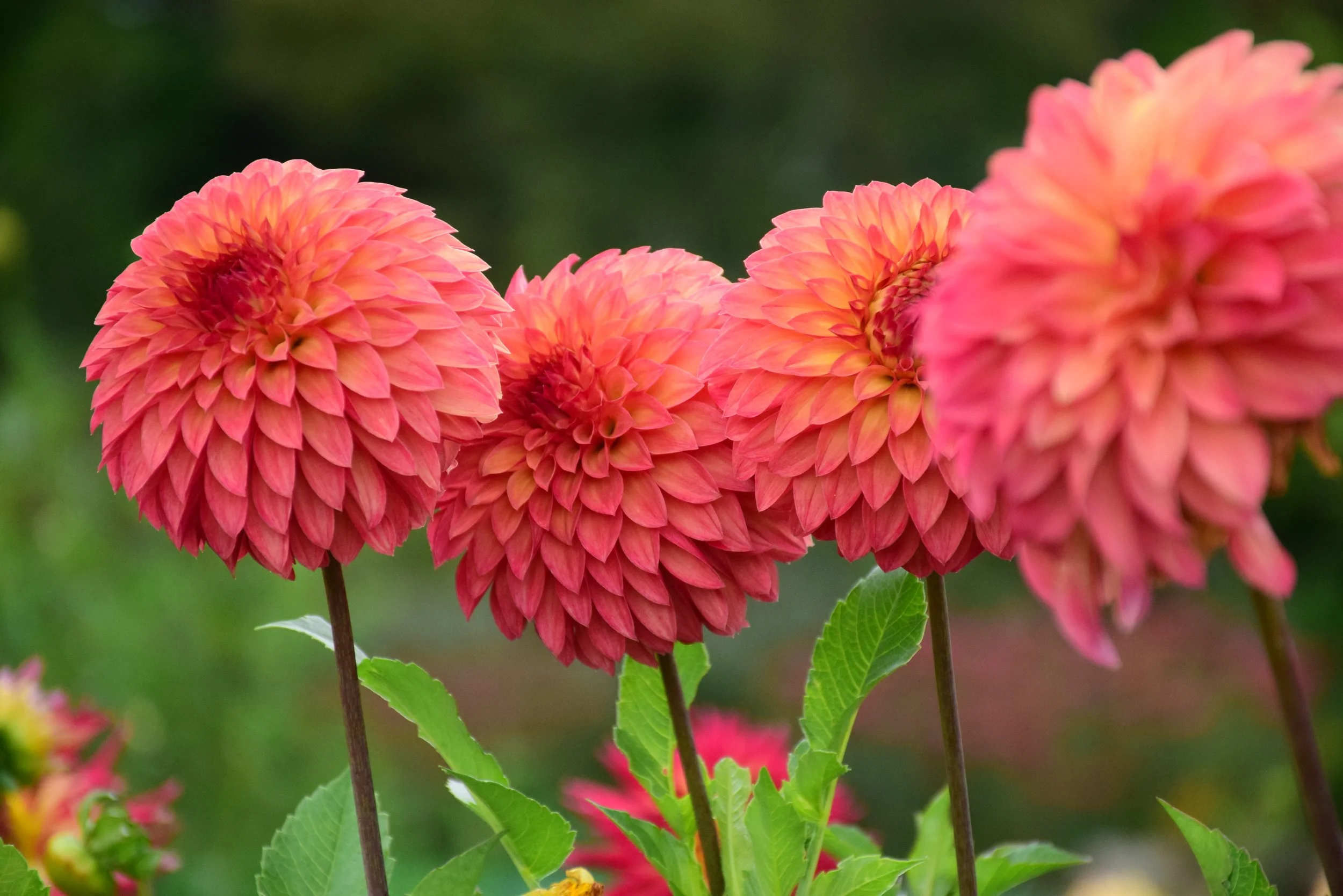 GARDENS & FACILITIES — BULLINGTON GARDENS