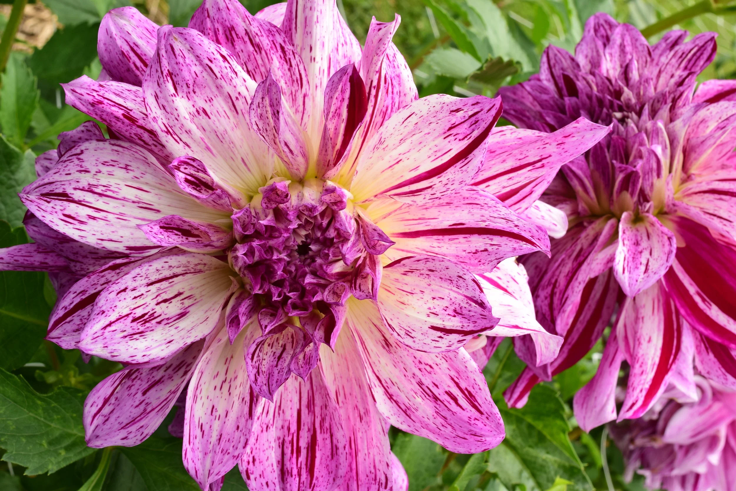 NEWS — BULLINGTON GARDENS