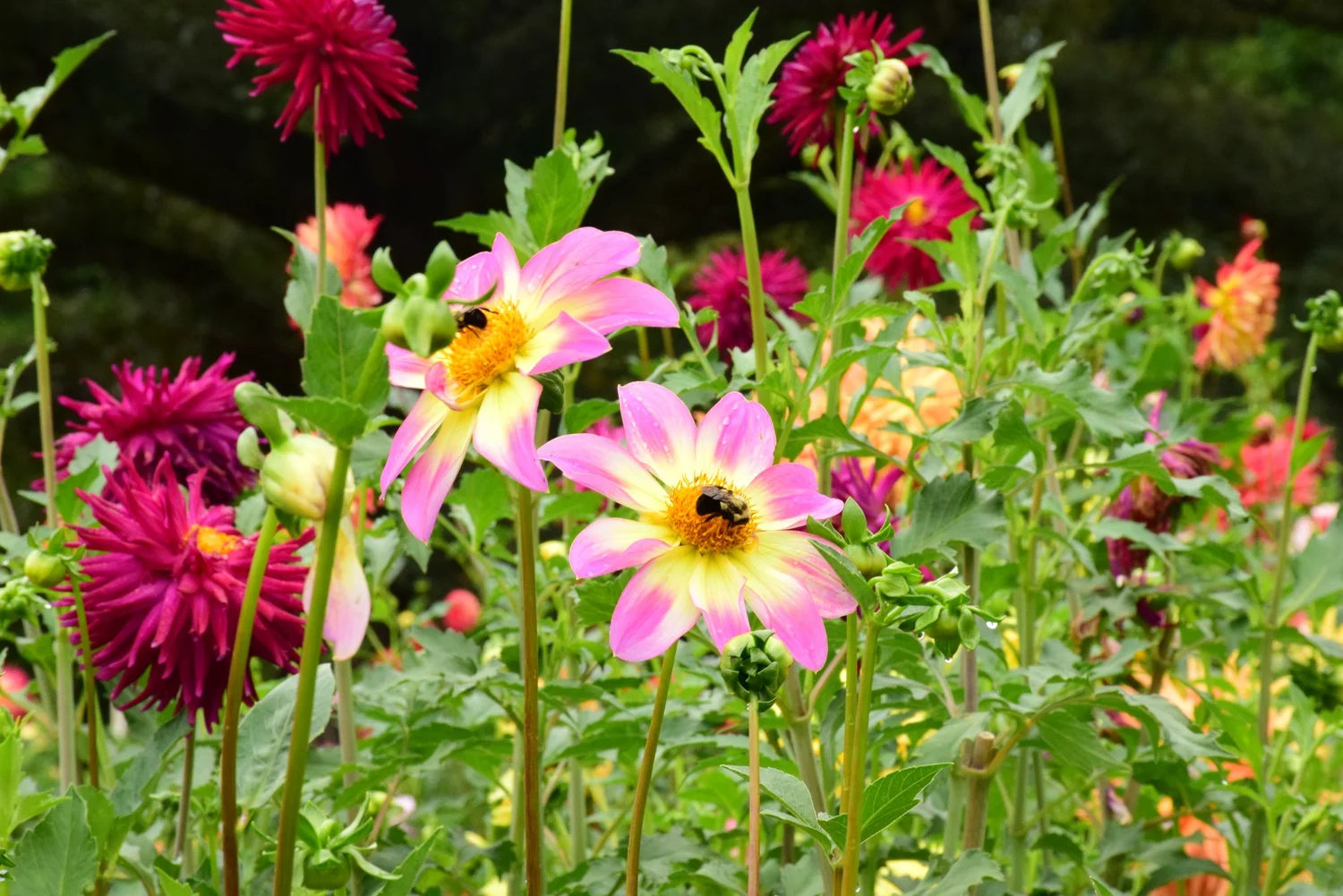 OUR PROGRAMS — BULLINGTON GARDENS