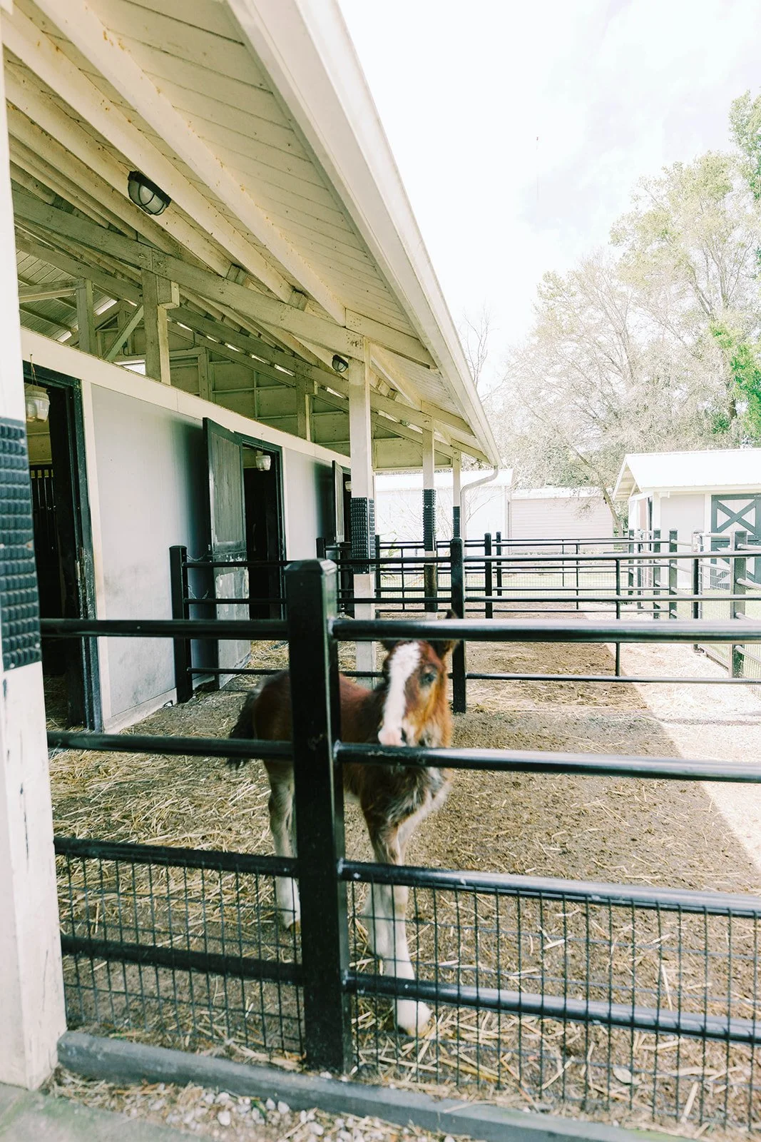A Beautiful Beginning at Mill Pond Estate — Sunset Strings | Elegant ...