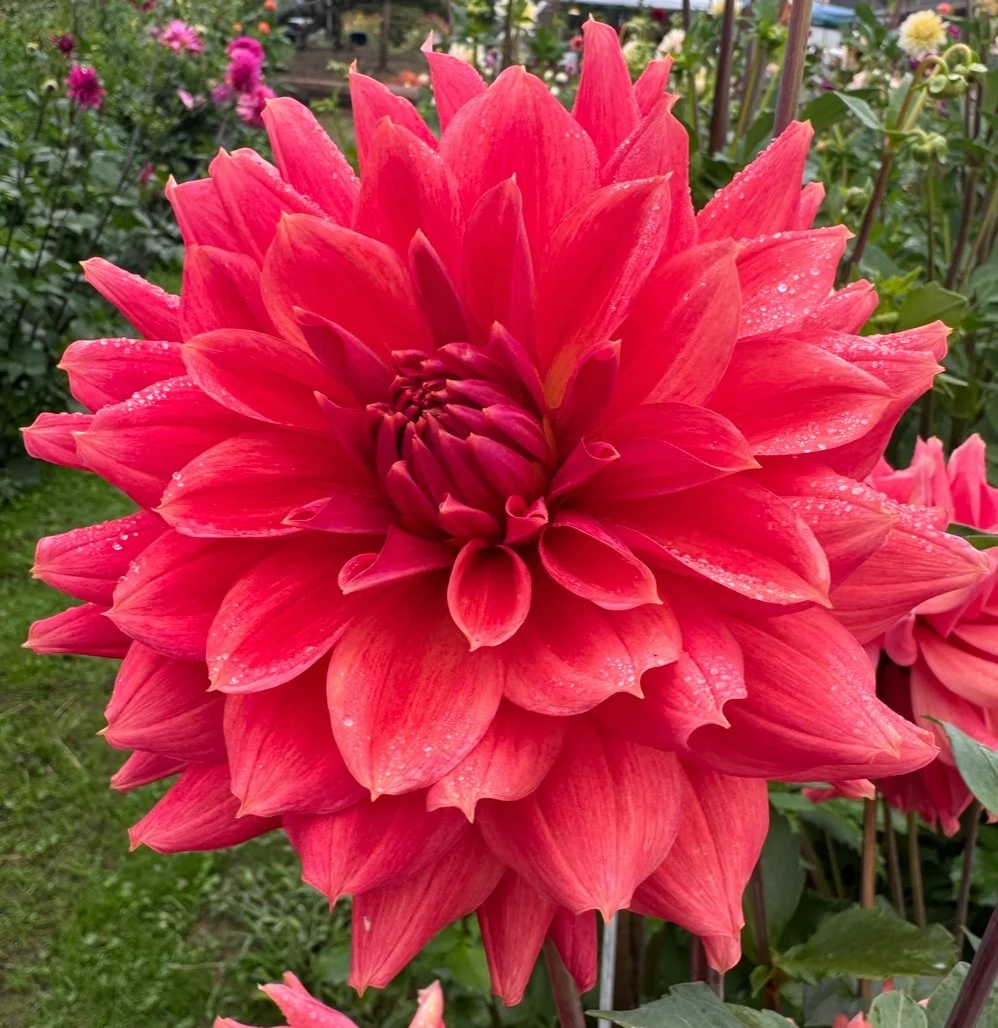 WB's Tiffany dahlia — RiversDahlias.com