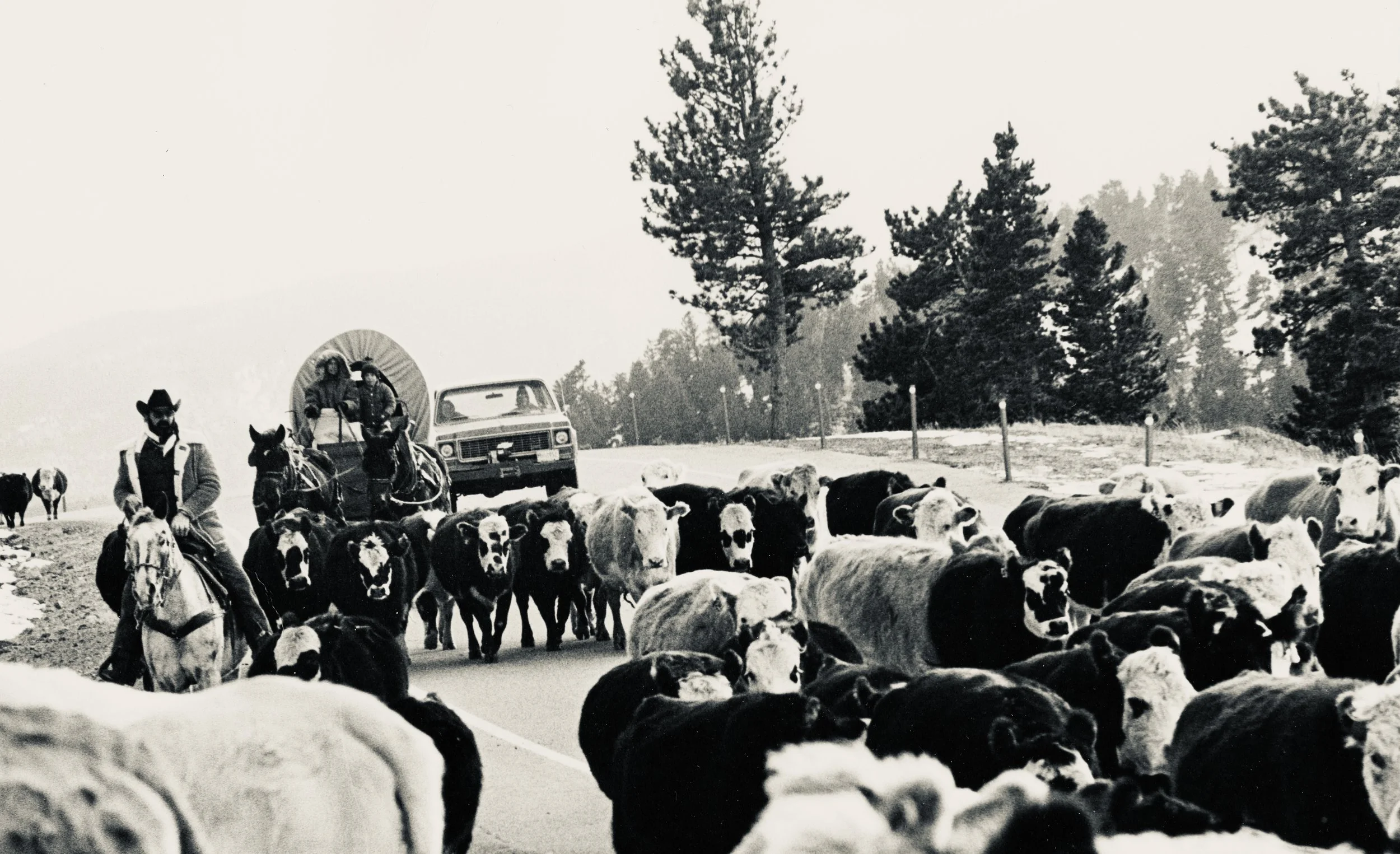 Caribou Ranch Grass Fed Beef