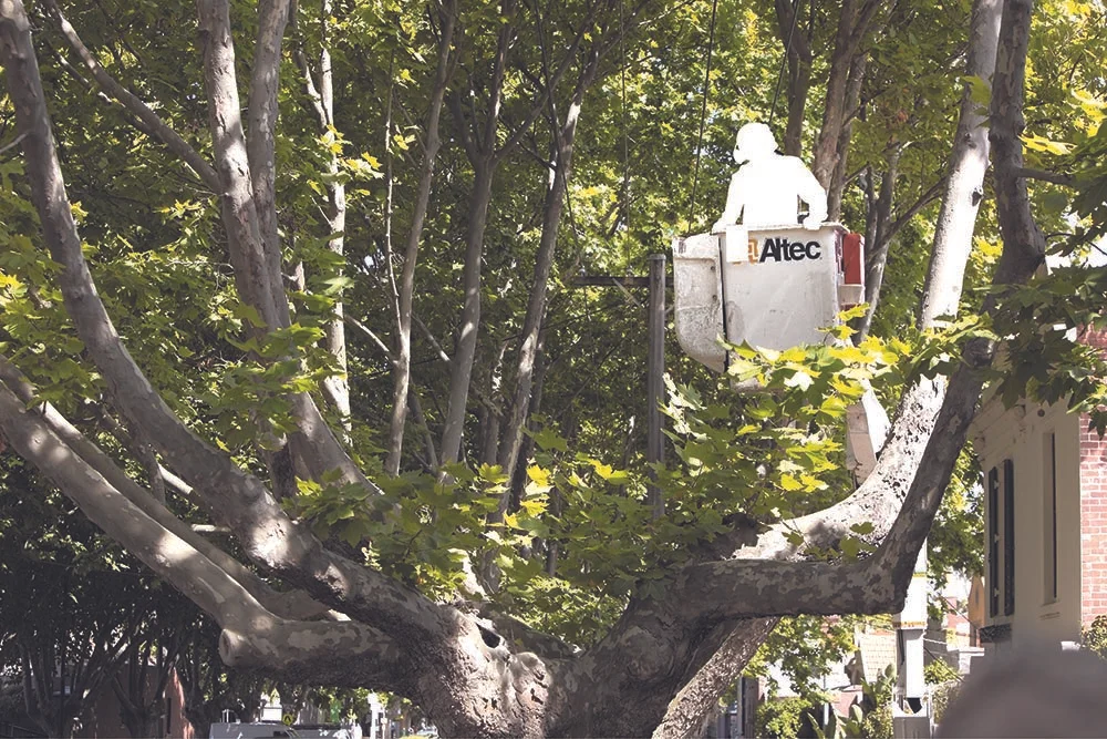 Arboriculture Australia