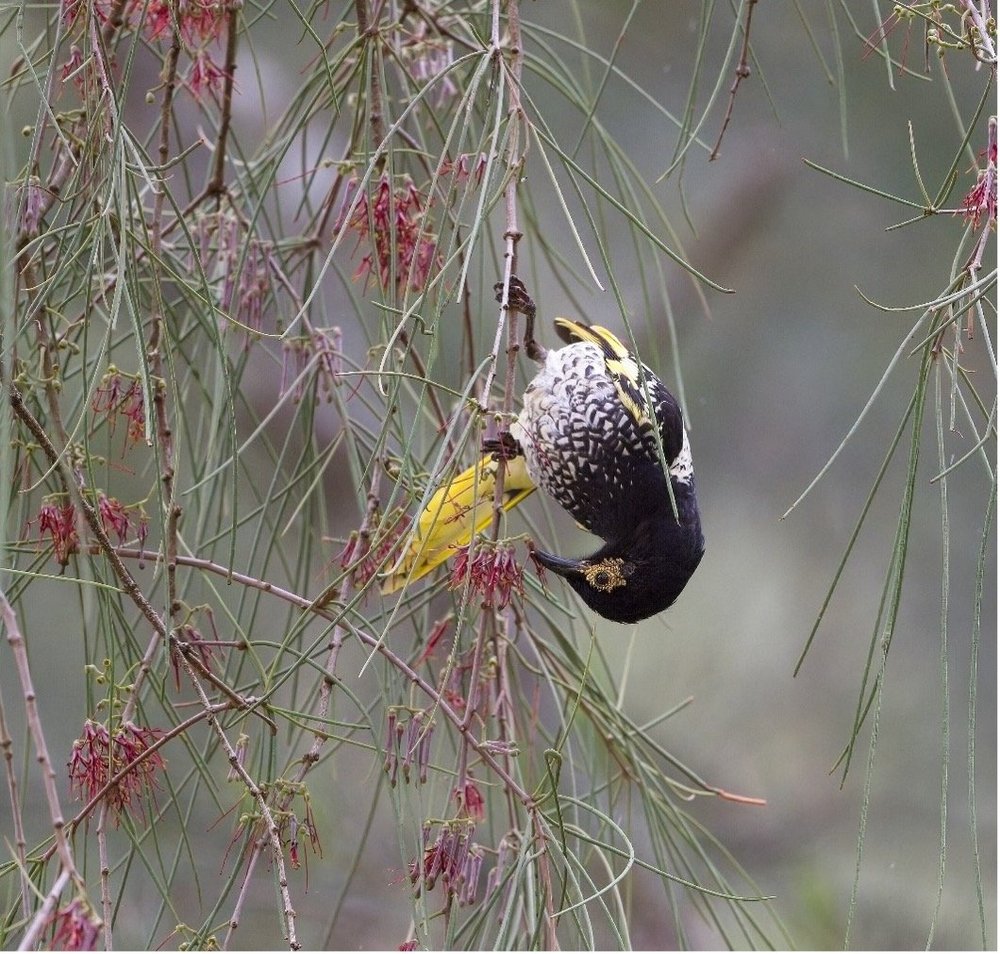 Arboriculture Australia