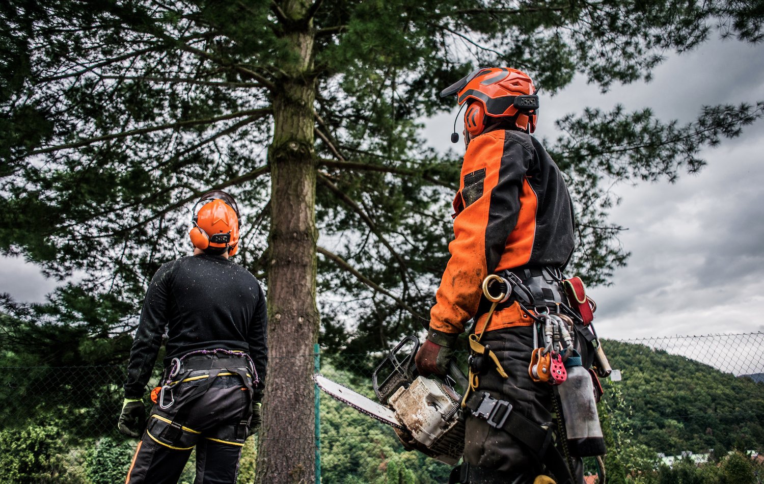 Arboriculture Australia