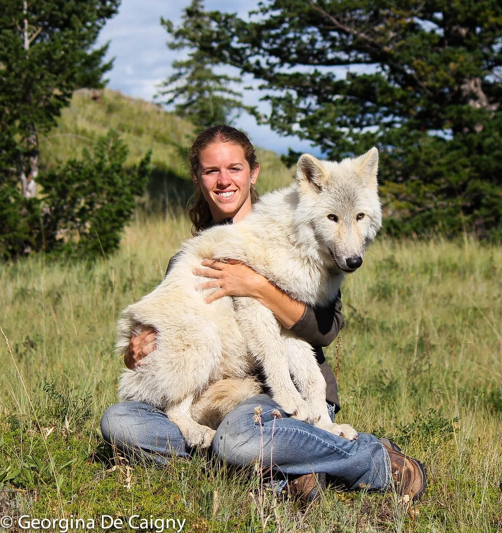 How to find a Responsible Wolfdog Breeder — Wolfdog Awareness