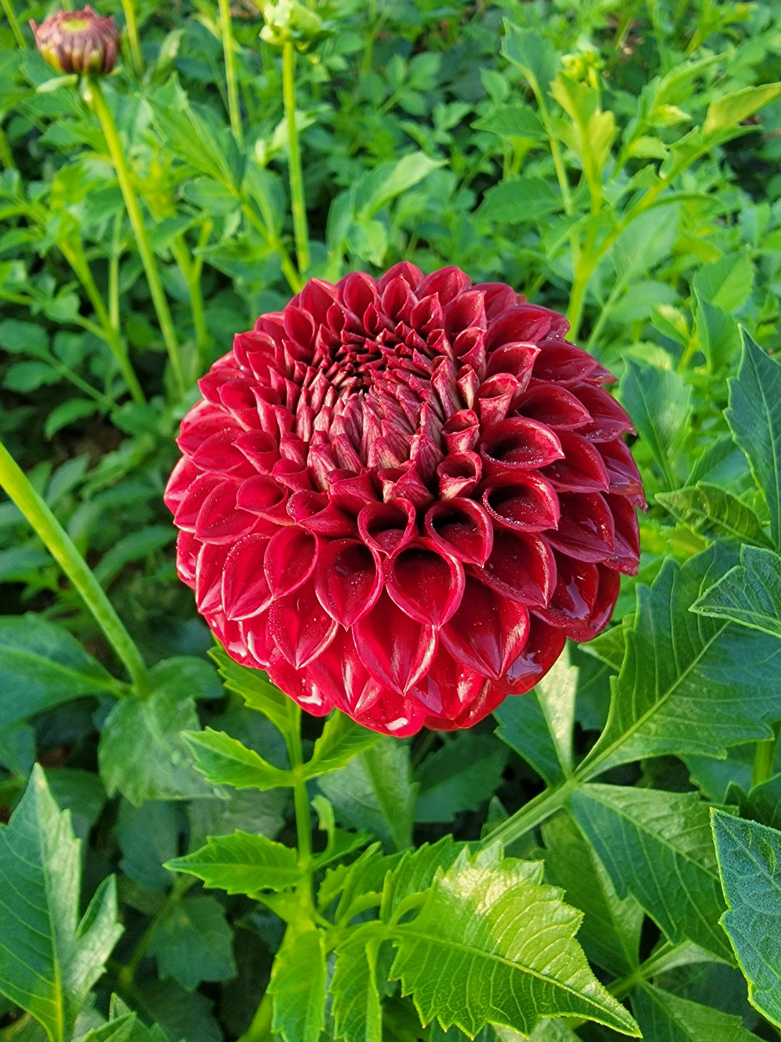 Missy's Dahlias