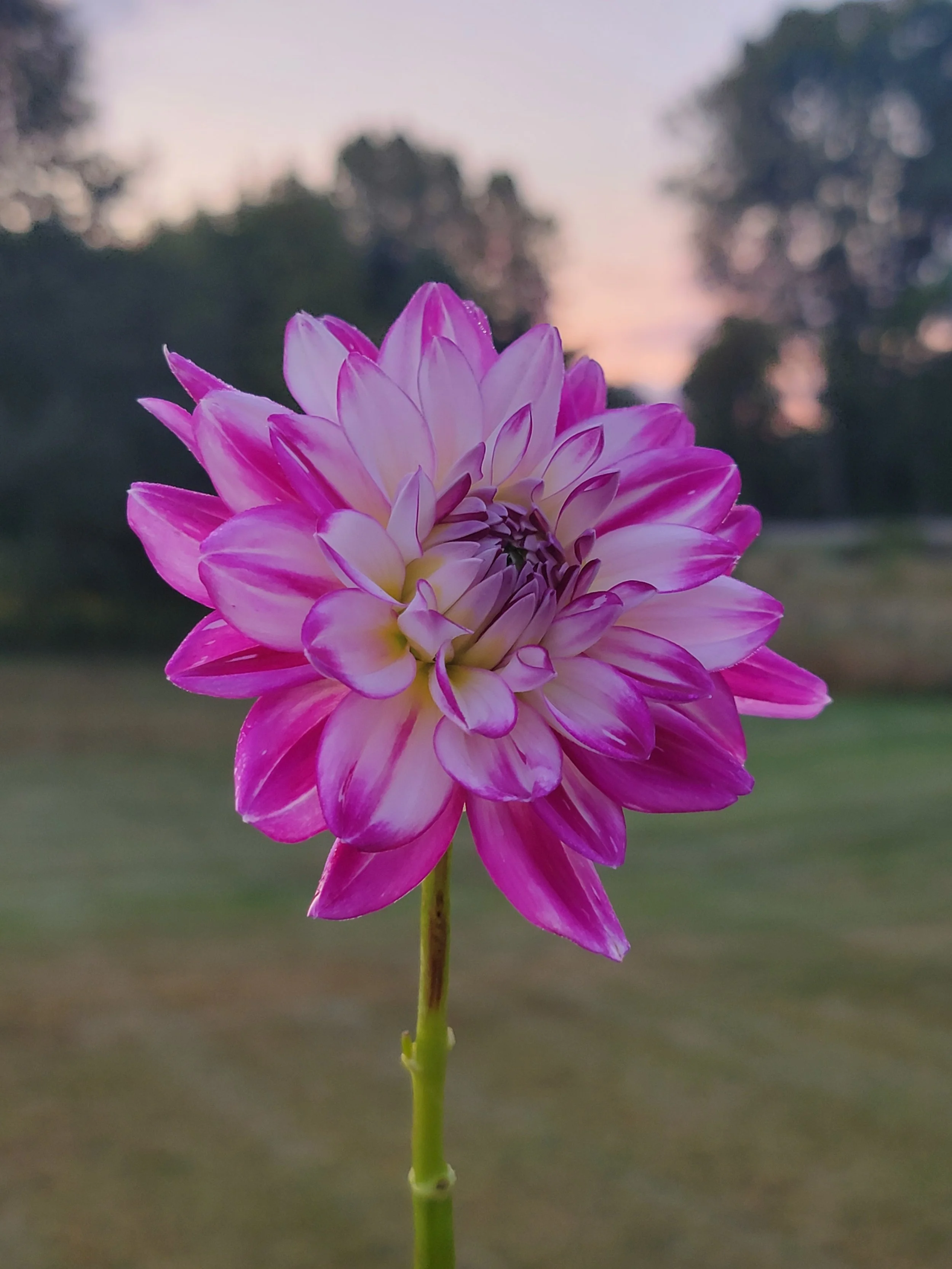 Missy's Dahlias