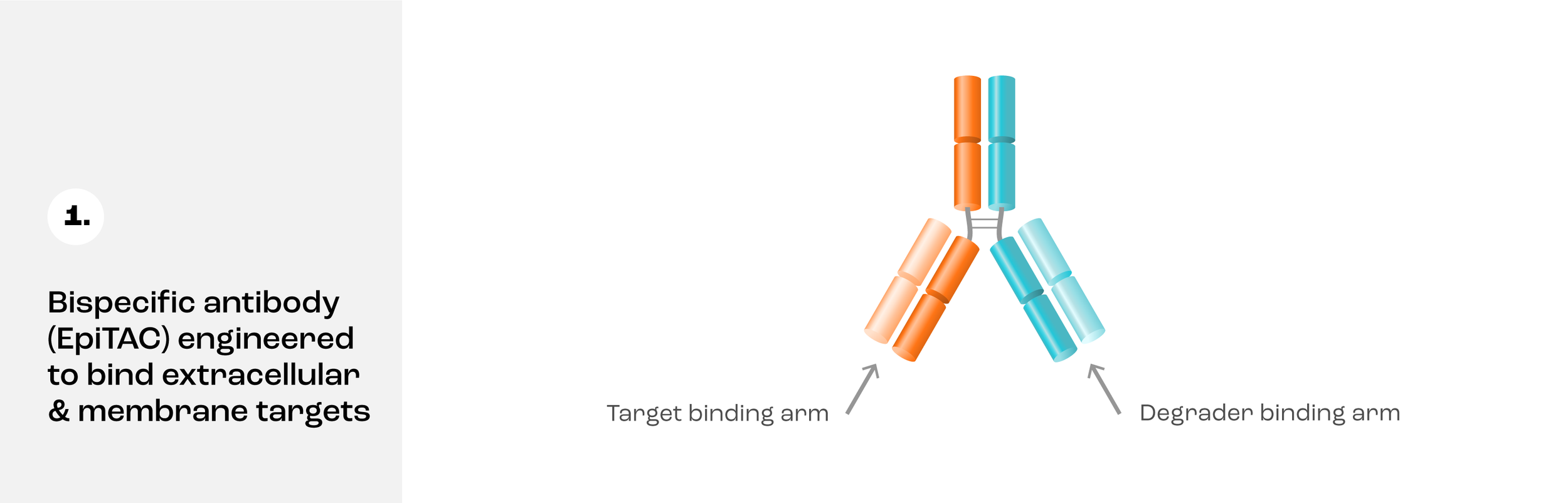 EpiBiologics