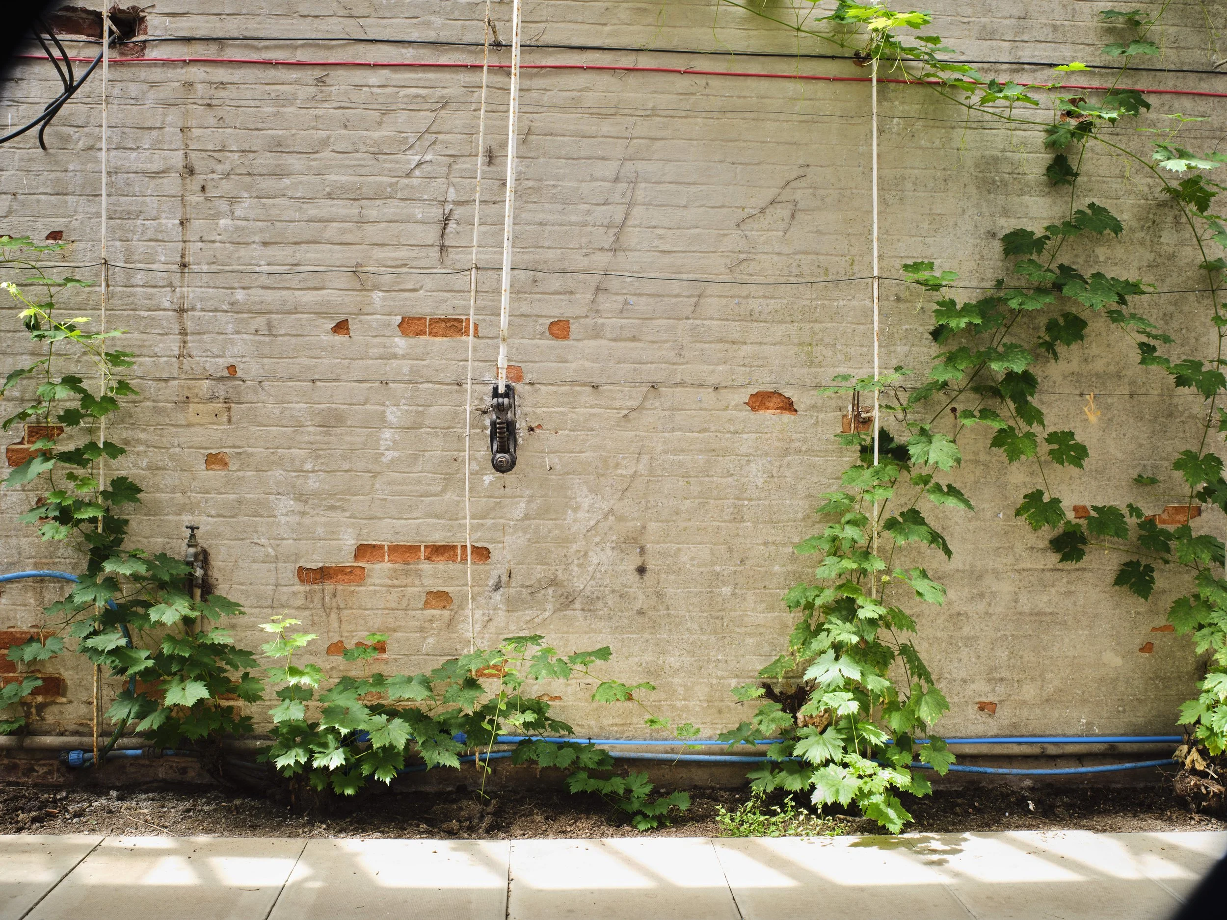 Idyllic Walled Garden — CHL