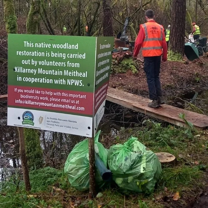 Biodiversity, Rhododendron, and Killarney Mountain Meitheal — UCC Express