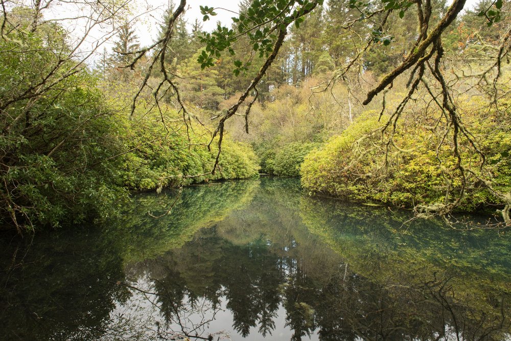 Biodiversity, Rhododendron, and Killarney Mountain Meitheal — UCC Express