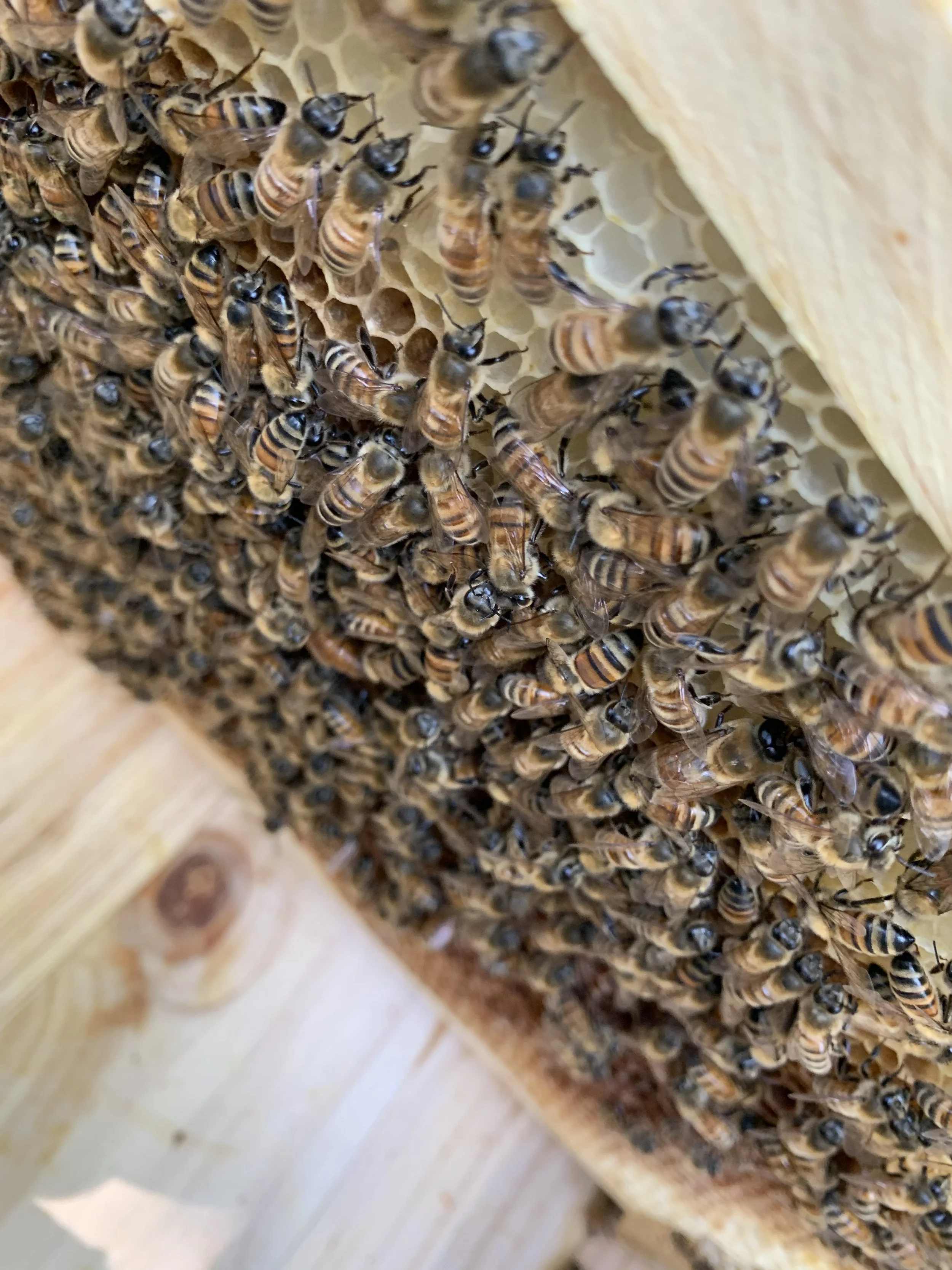 Beehive Scale — Andrew Ionascu