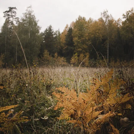 Making Autumn A Season To Go Deeper In Your Creative Work — Elin Lööw