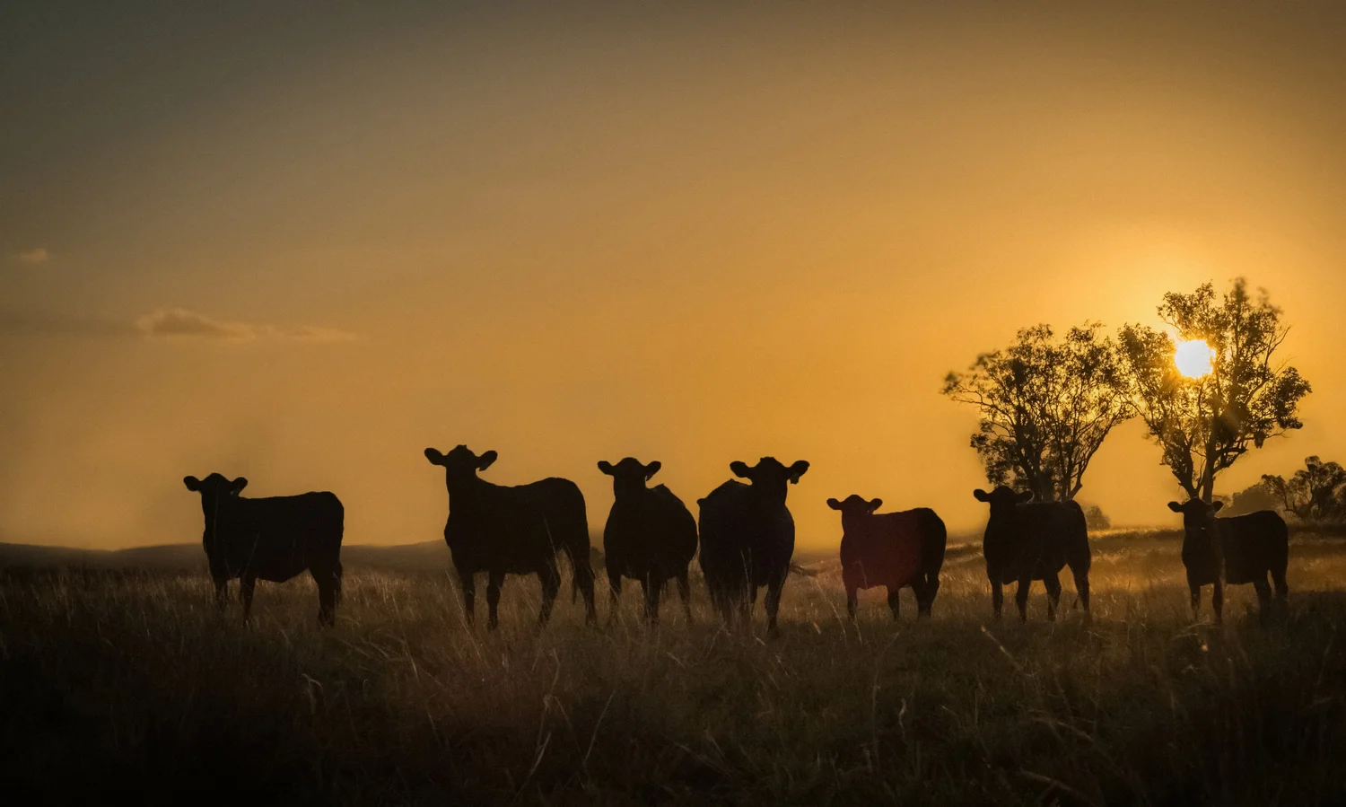 Indiana Beef Company