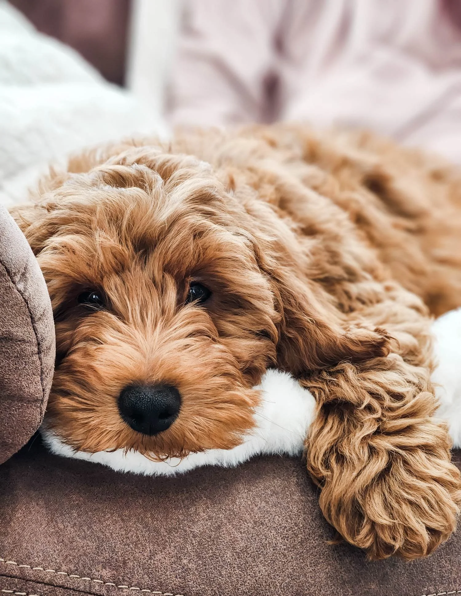 Puppies — Sunrise Ridge Boutique Kennel