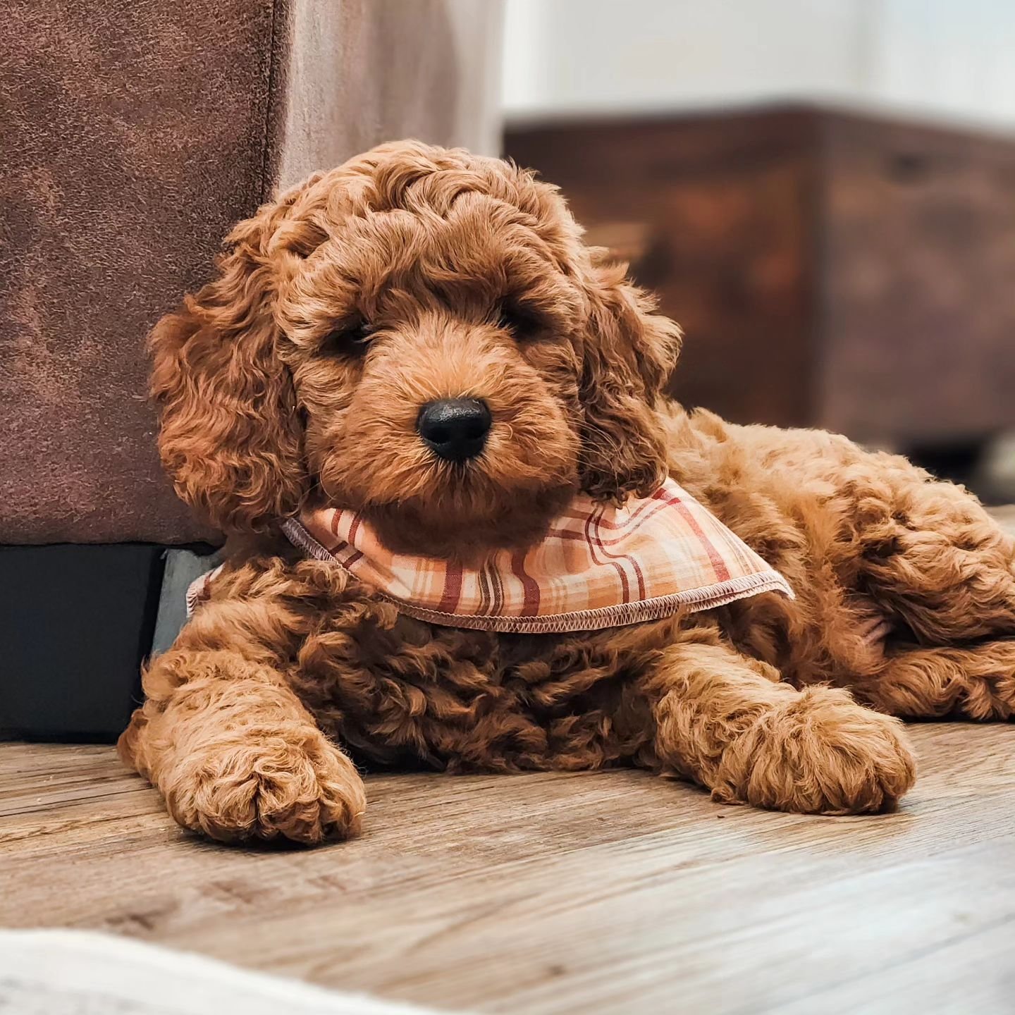 Puppies — Sunrise Ridge Boutique Kennel