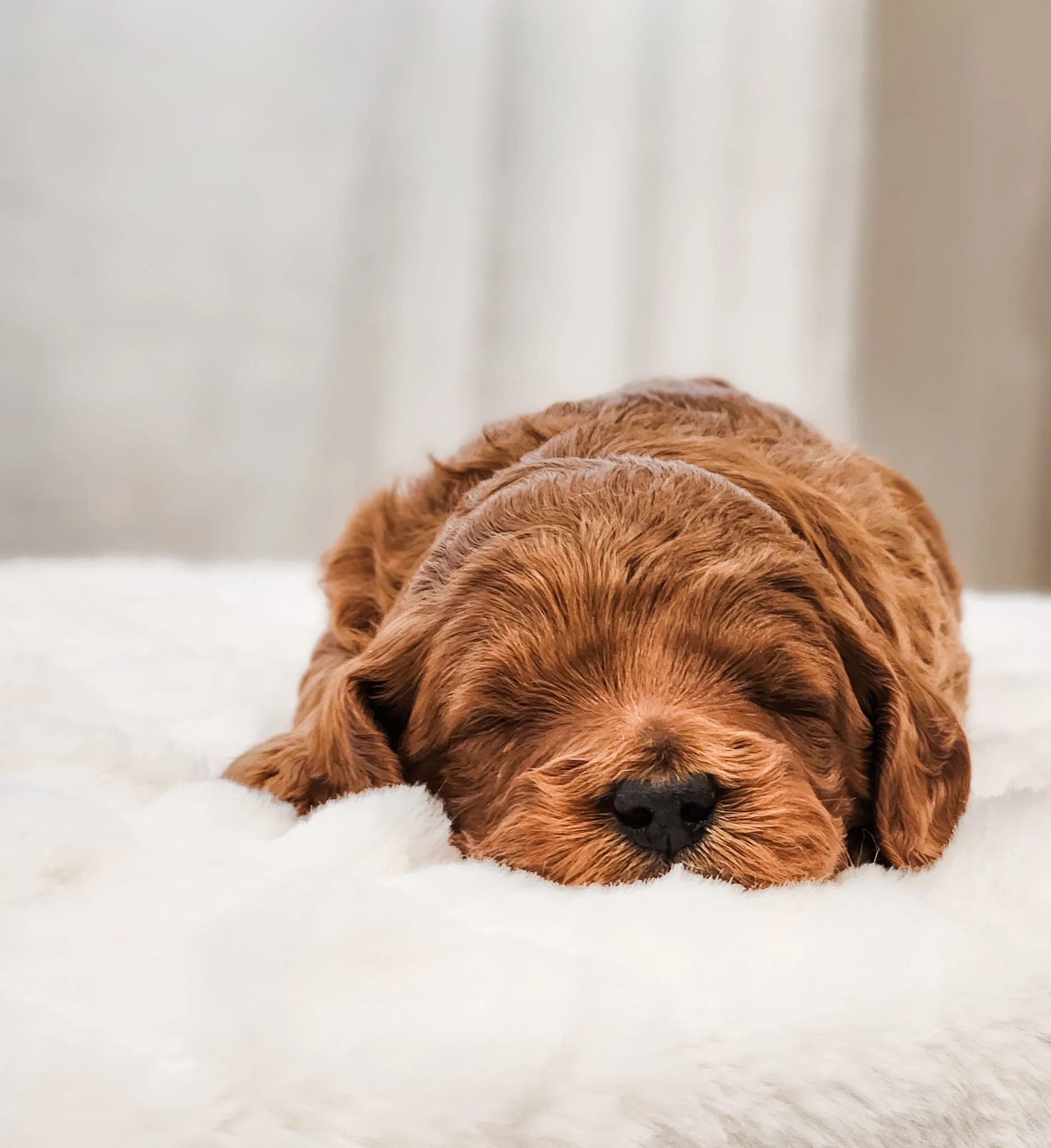 Puppies — Sunrise Ridge Boutique Kennel