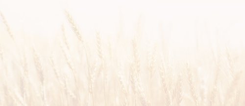 Advocate — Fallon Farinacci