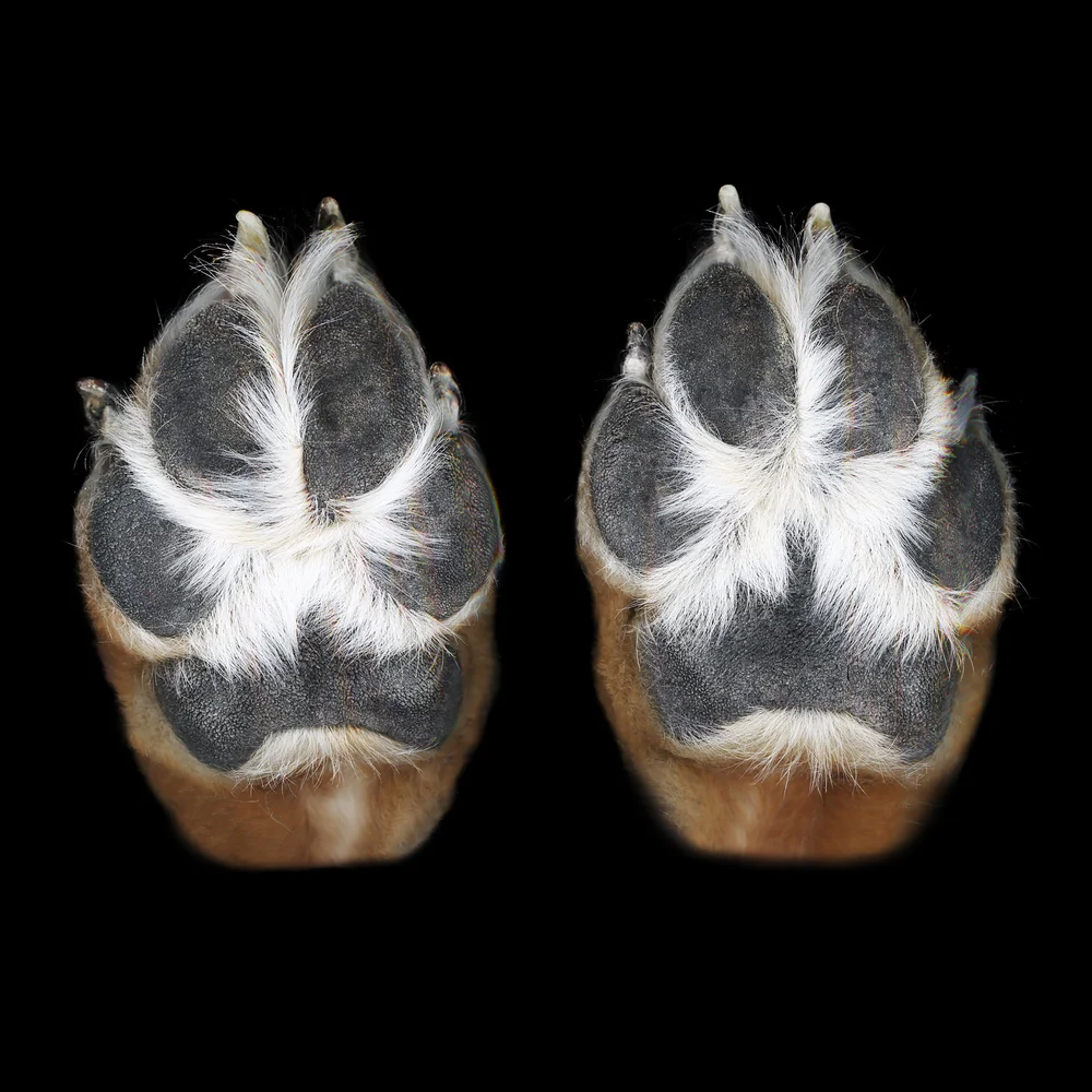 Camille West Photography | Adelaide's Top Dog & Pet Photographer