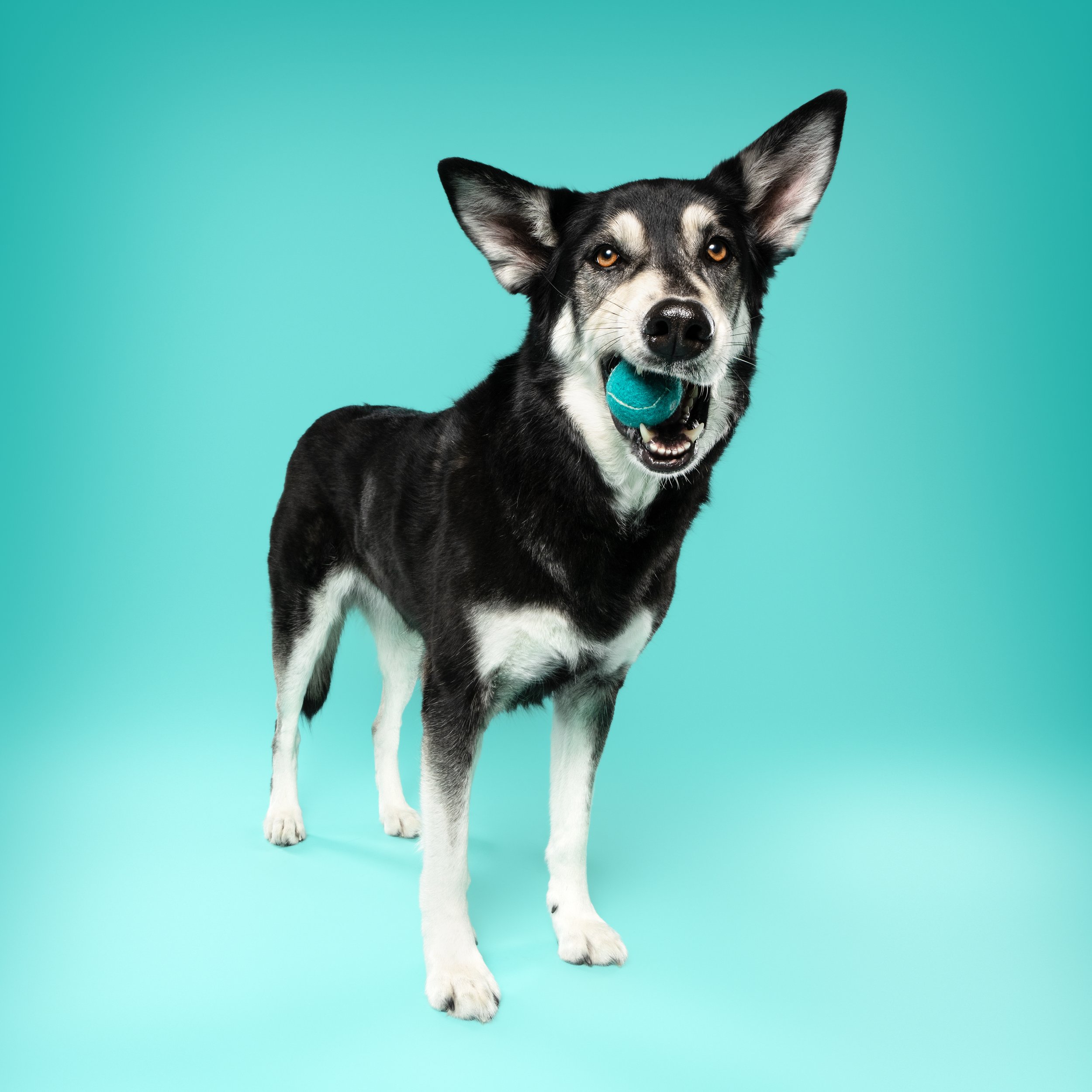 Furry Photo Gallery — Camille West | Award-Winning Dog & Pet ...
