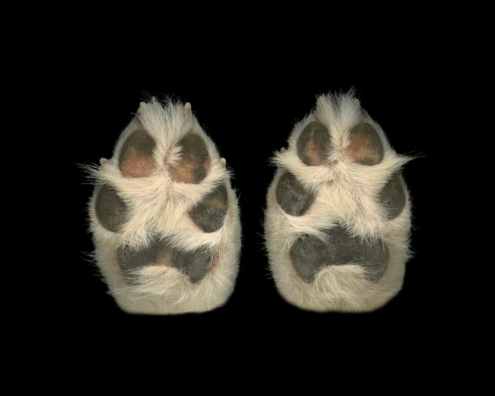 Camille West Photography | Adelaide's Top Dog & Pet Photographer