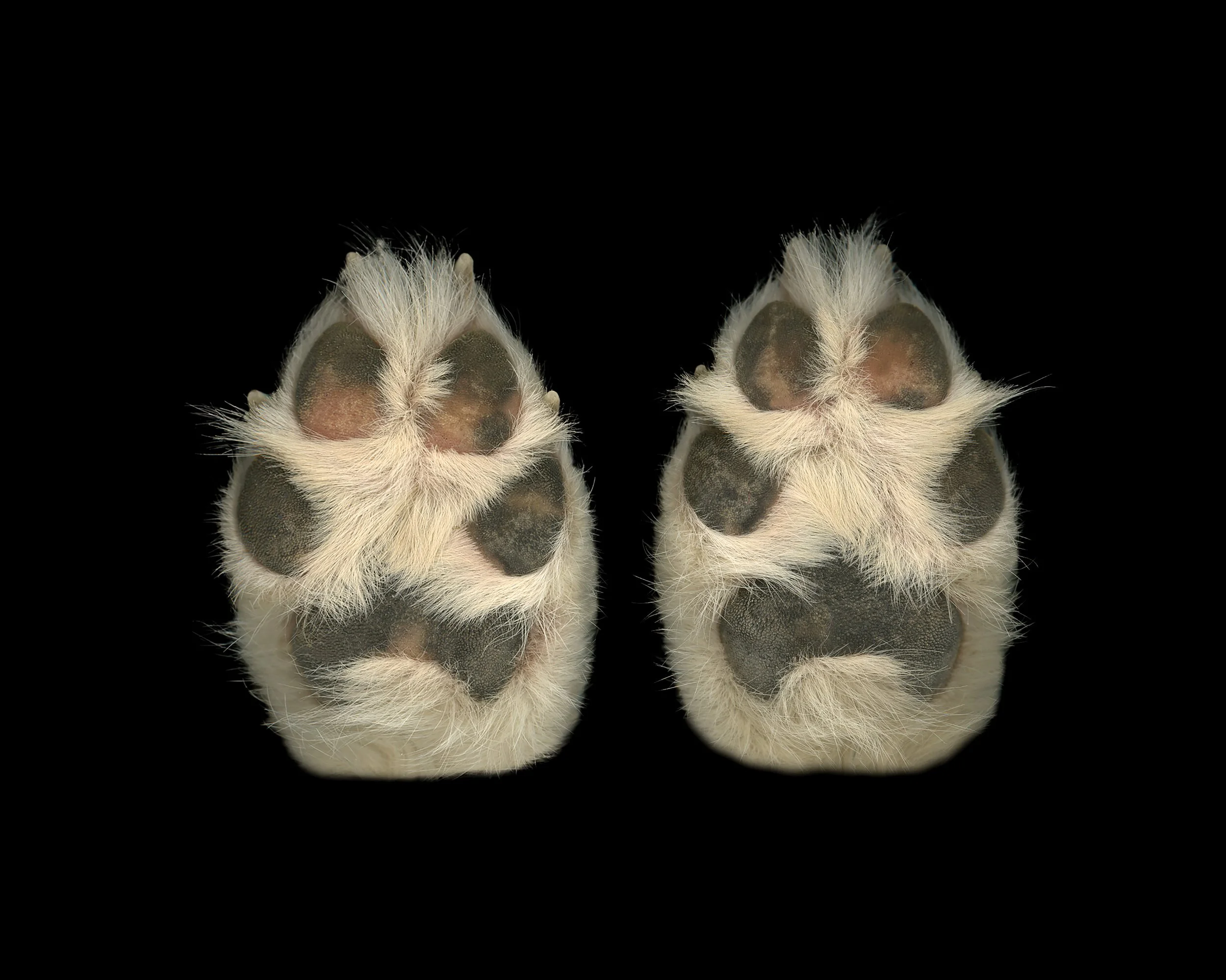 Camille West Photography | Adelaide's Top Dog & Pet Photographer