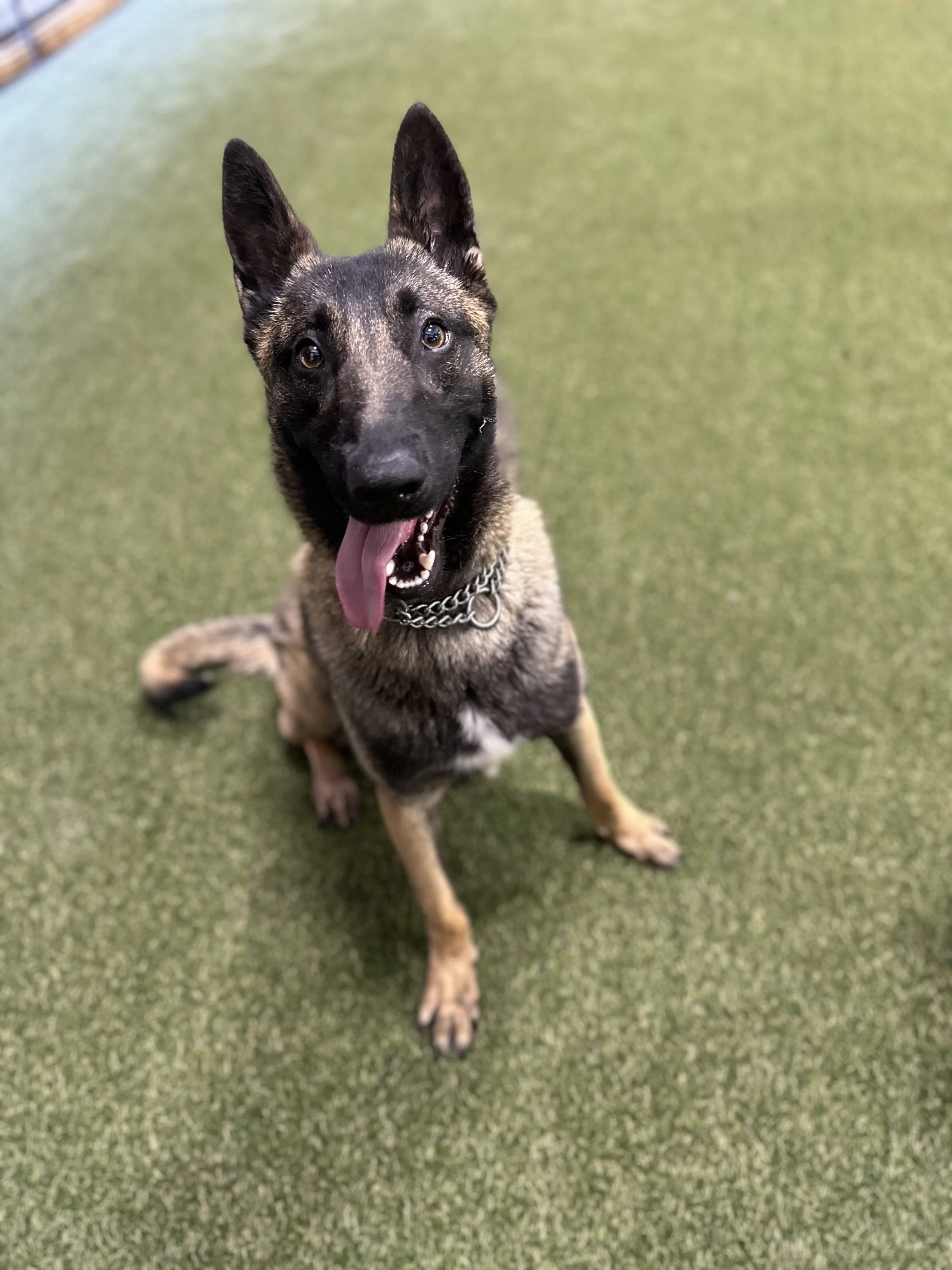 Midwest Working Dog Rescue