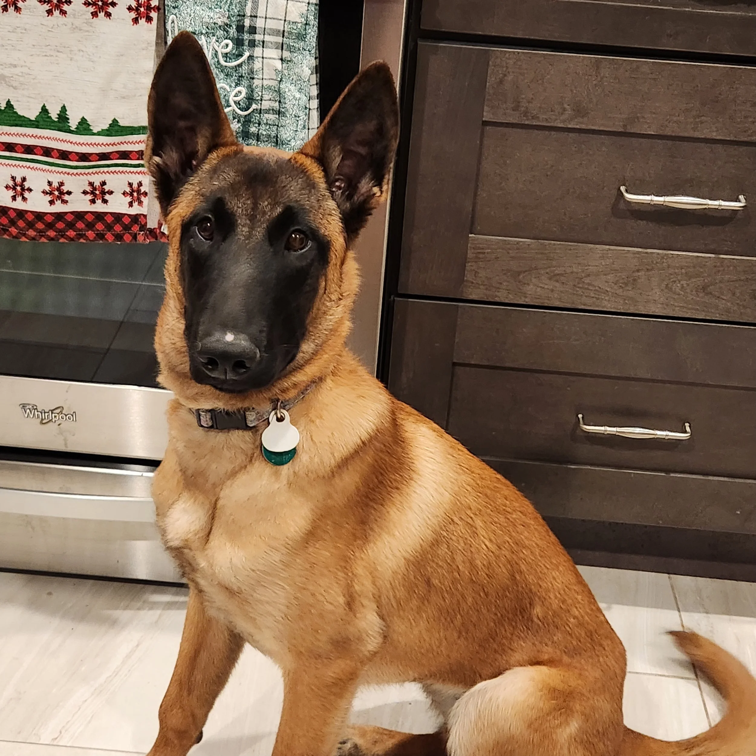 Midwest Working Dog Rescue