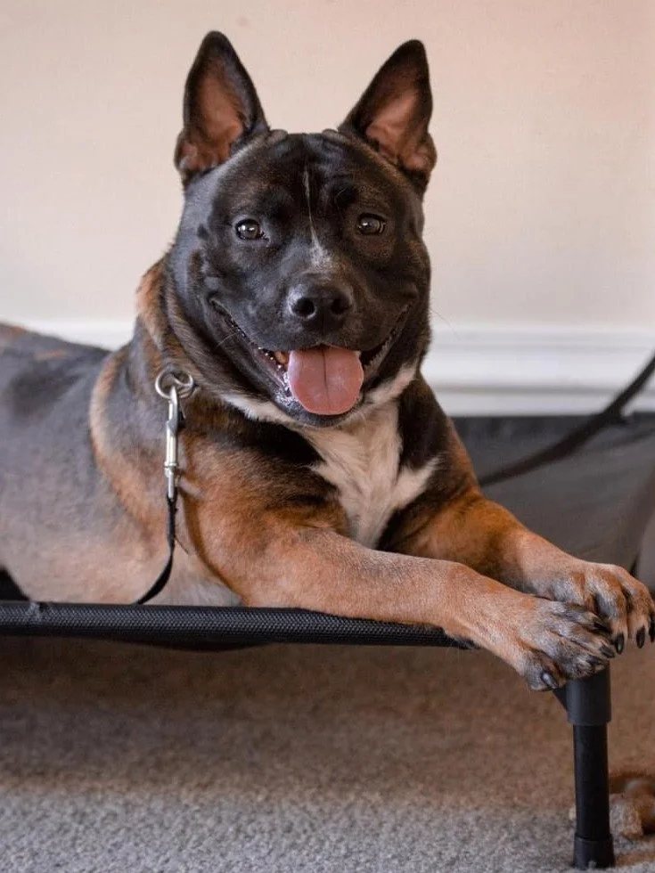 Midwest Working Dog Rescue