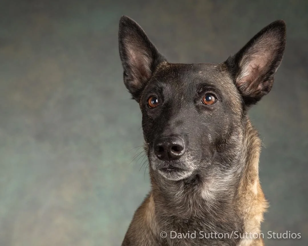 Midwest Working Dog Rescue