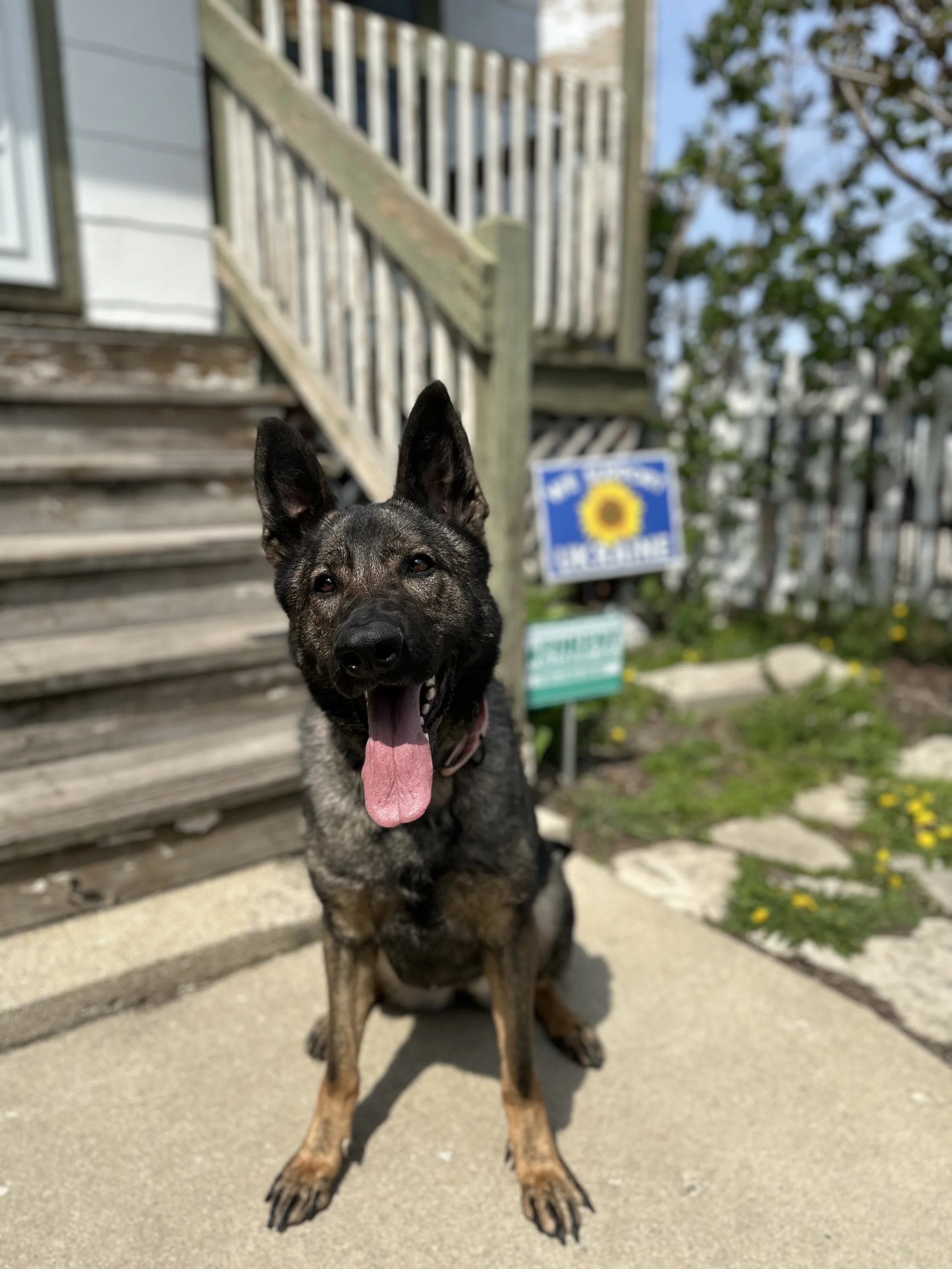 Midwest Working Dog Rescue